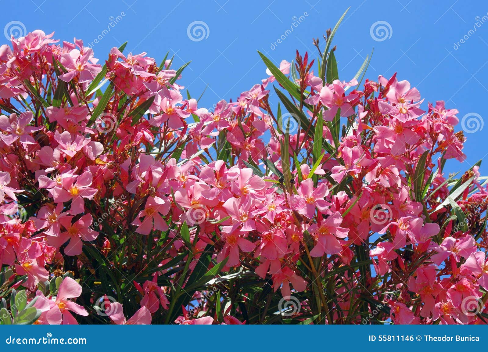 Oleander Flowers, on Blue Background Stock Photo - Image of flowers ...