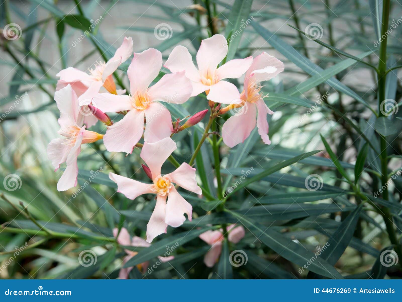 Oleander flowers stock image. Image of growth, fall, autumn - 44676269