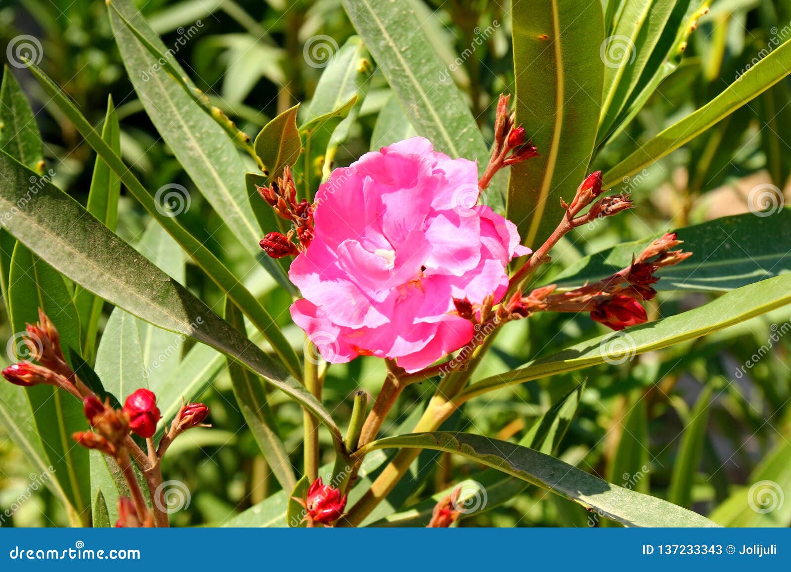 Oleander flowers stock image. Image of growing, leaves - 137233343