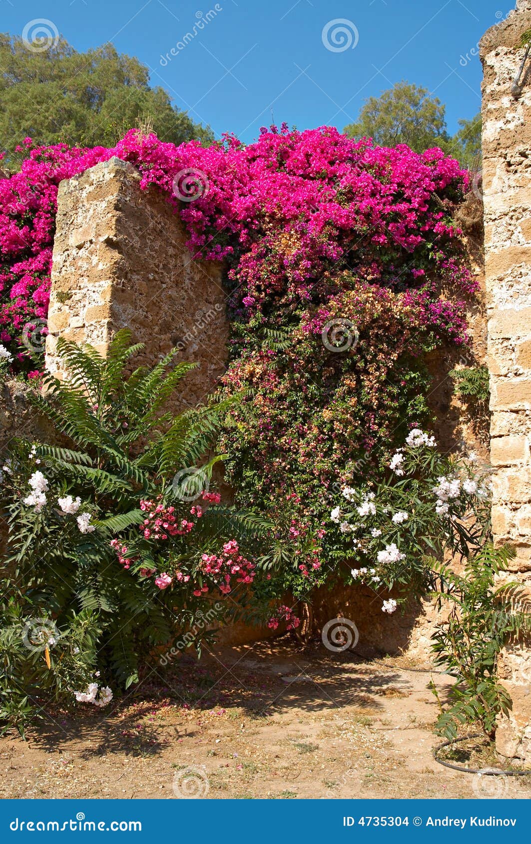 Oleander on fortress wall stock photo. Image of tower - 4735304