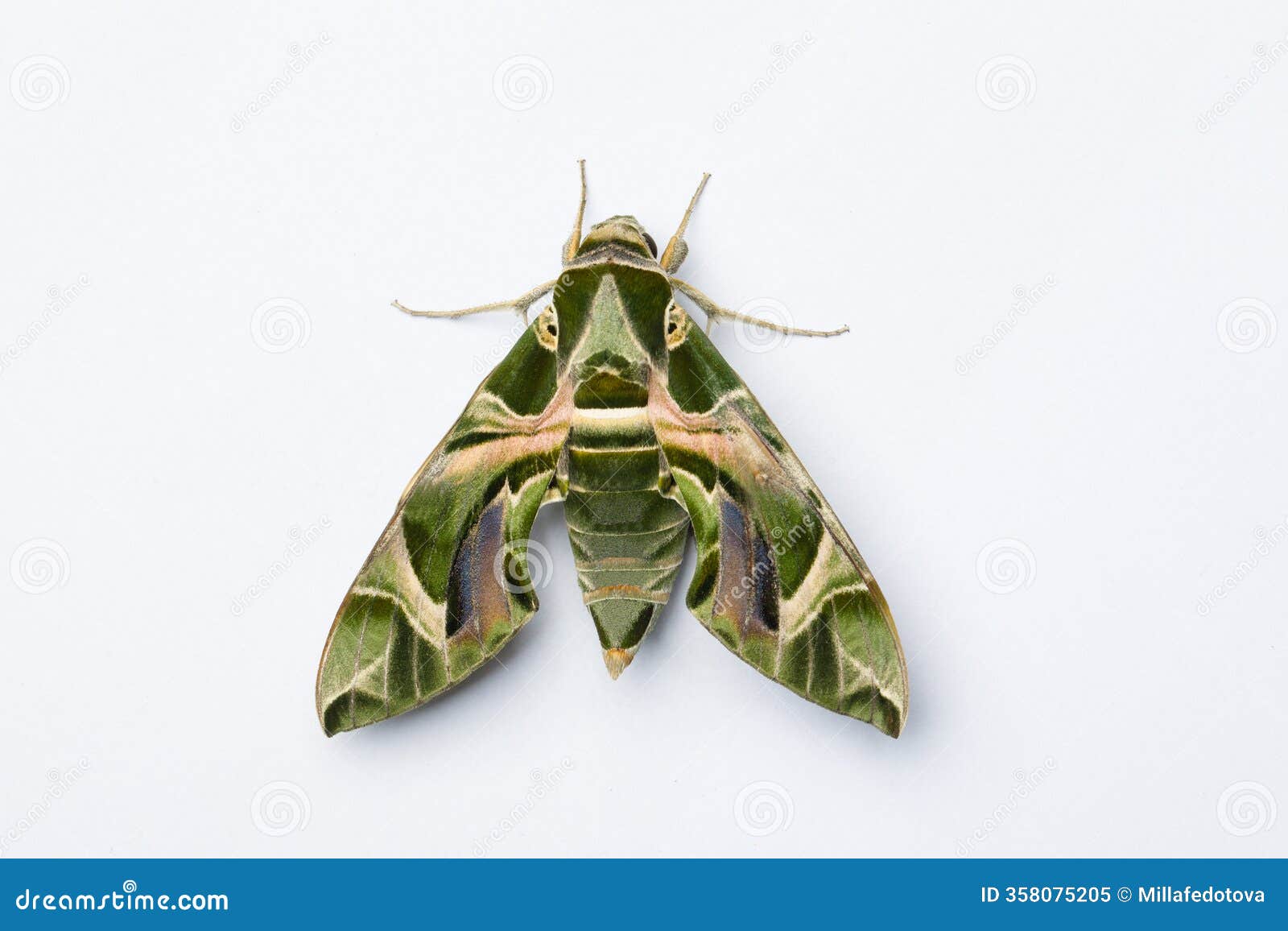 Oleander Hawk-moth Butterfly on White Background, Macro Stock Image ...