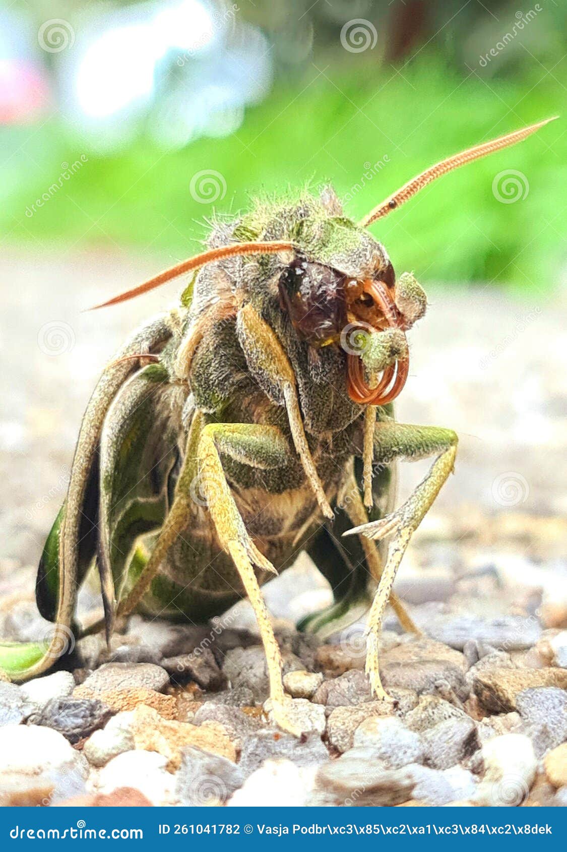 Oleander Hawk - Moth Daphnis Nerii Stock Photo - Image of wildlife ...