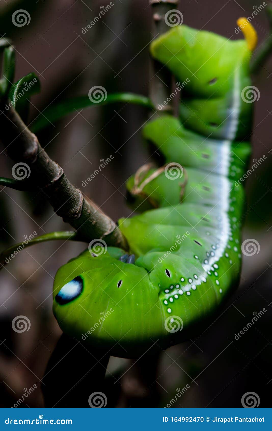 Oleander Hawk-moth (Daphnis Nerii, Sphingidae) Caterpillar Climbing ...