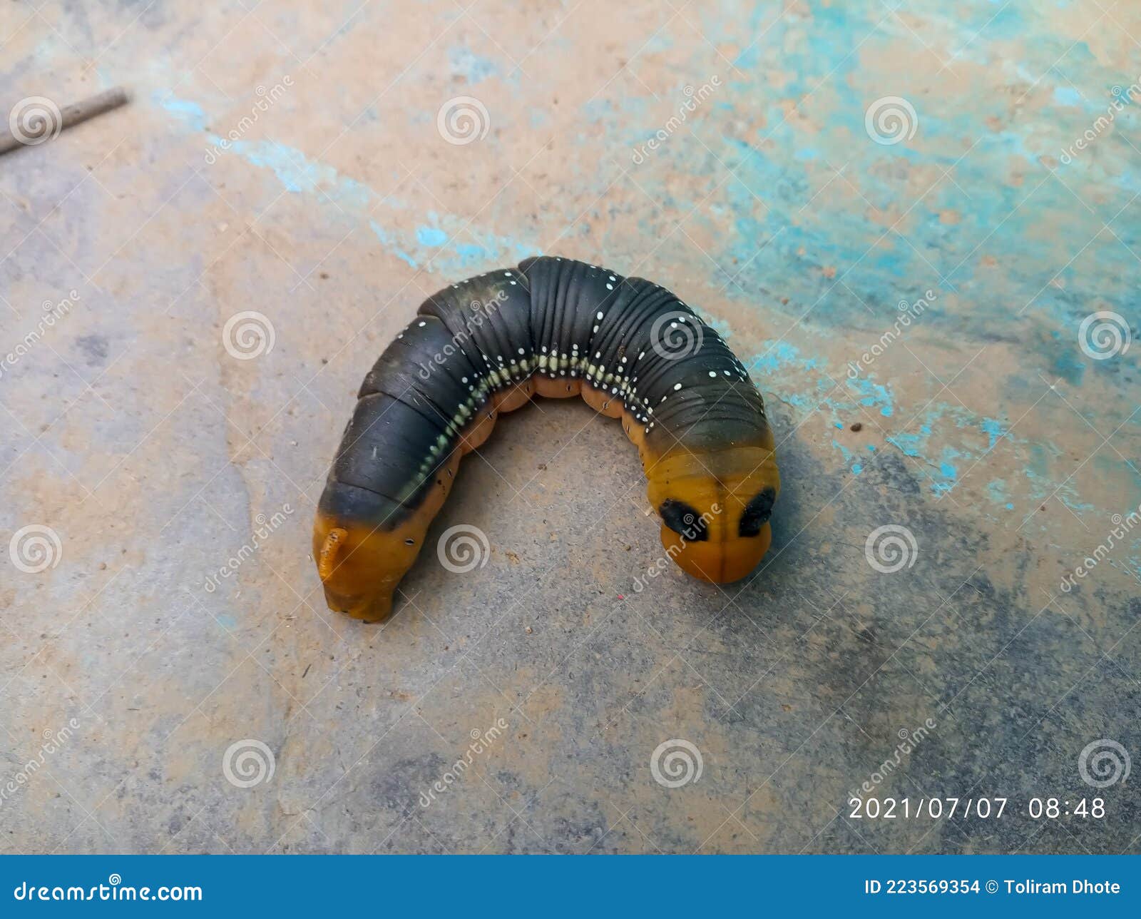 Oleander Hawk-moth Insect are Black in Colour. Stock Photo - Image of ...