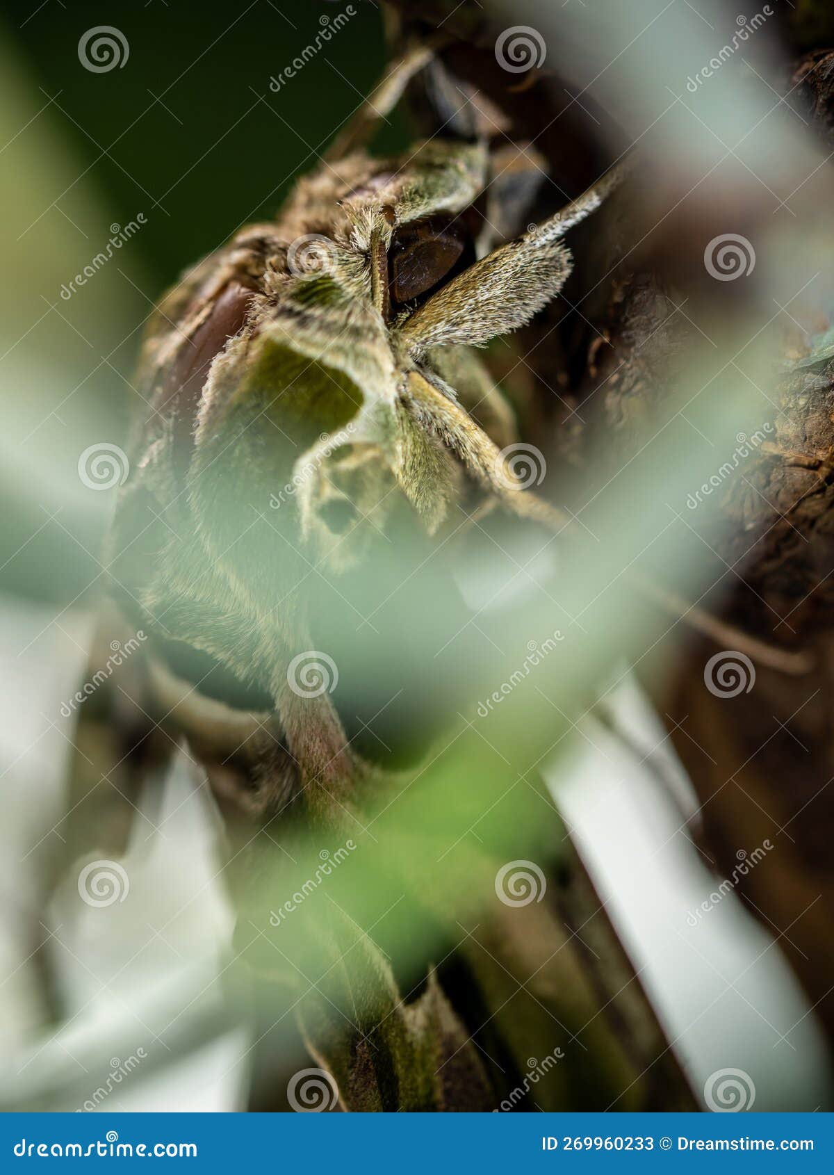 Oleander Hawk-moth Perched on a Branch Stock Image - Image of green ...