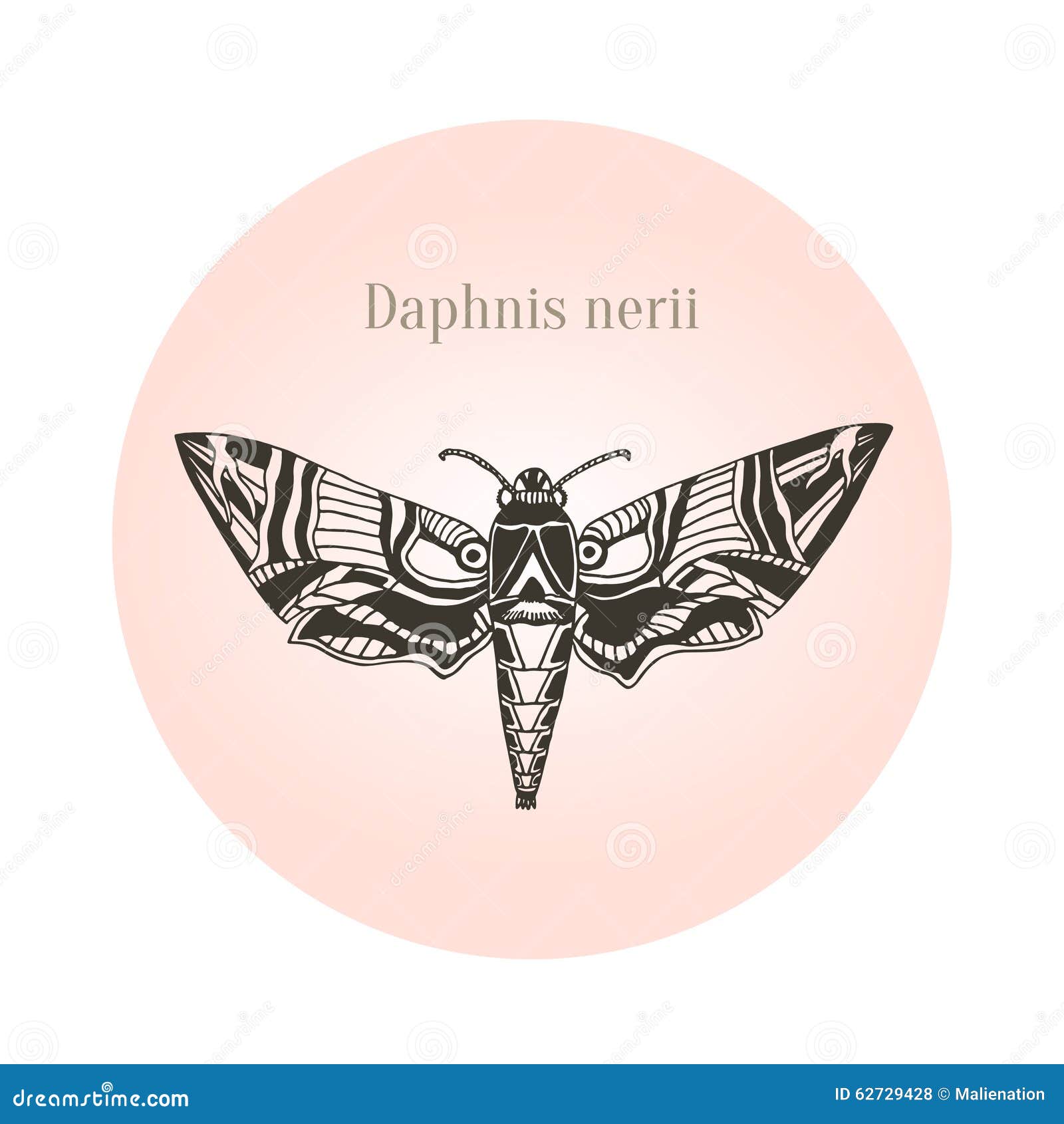 Oleander Hawk Moth Drawing Isolated On White. Vector Illustration Of ...