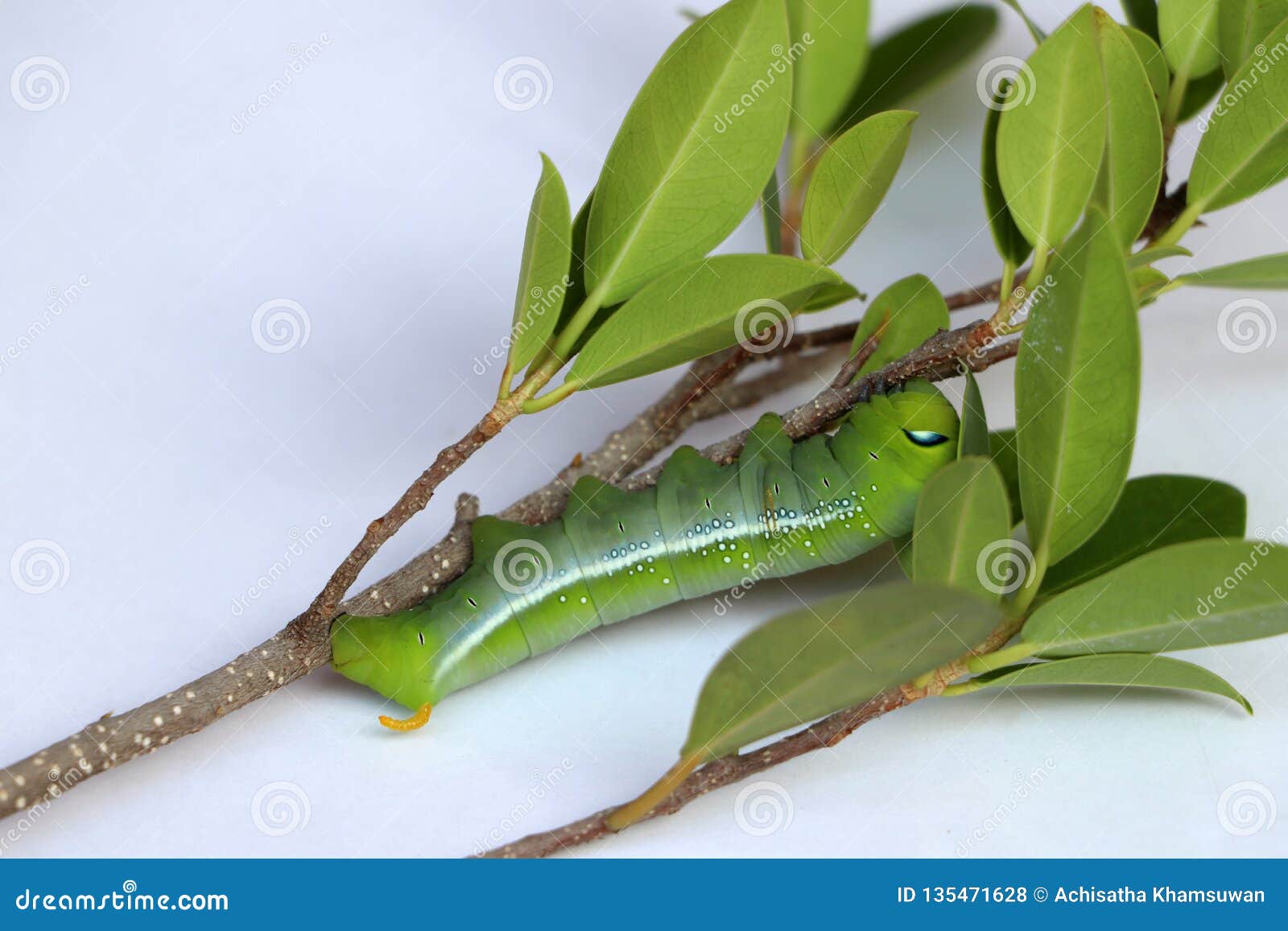Oleander Hawkmoth Caterpillar Daphnis Nerii, Sphingidae On The Branch ...