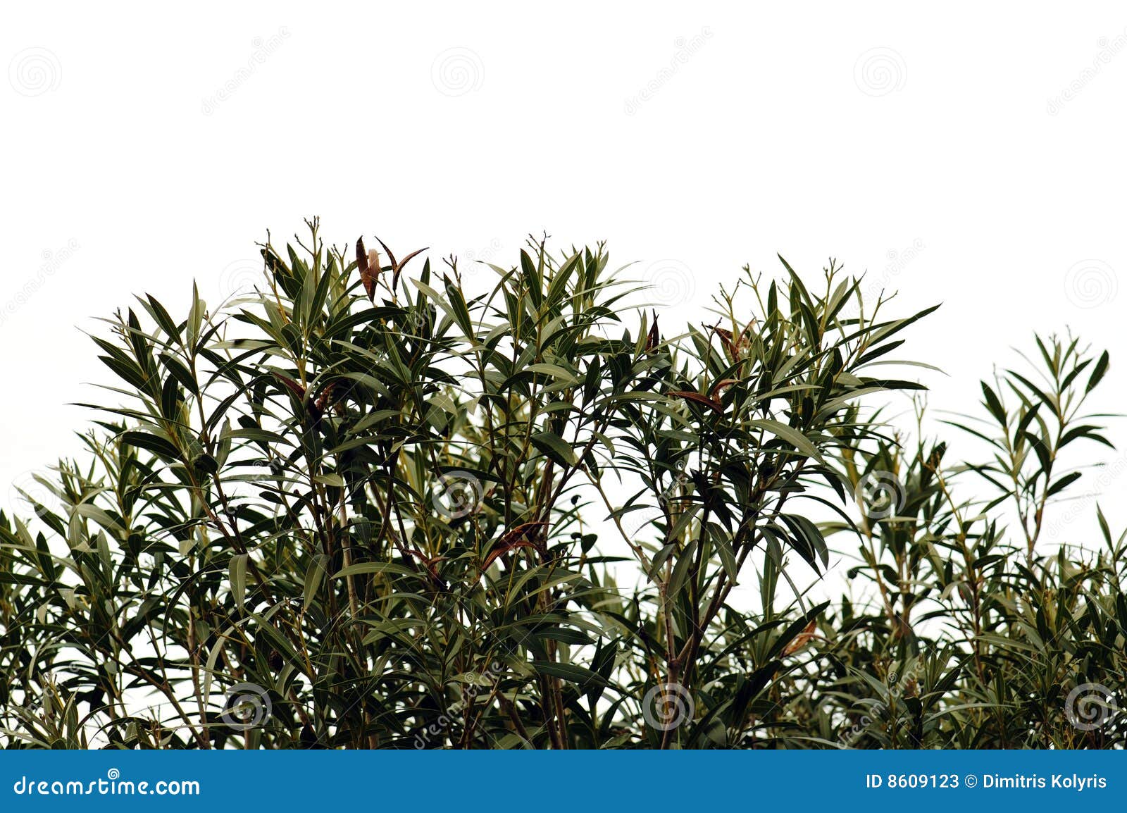 Oleander leaves stock image. Image of botanical, poisonous - 8609123