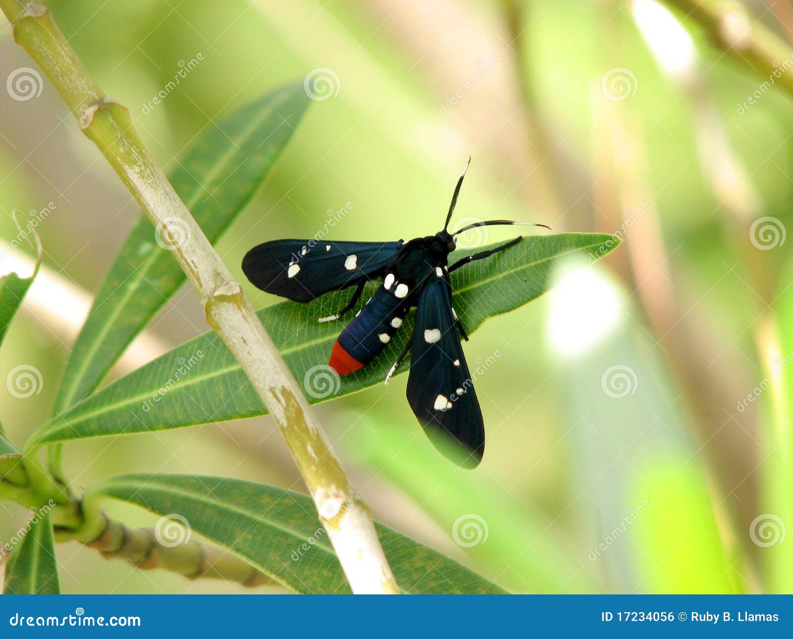 Oleander Moth (Syntomeida Epilais) Stock Photo - Image of oleander ...