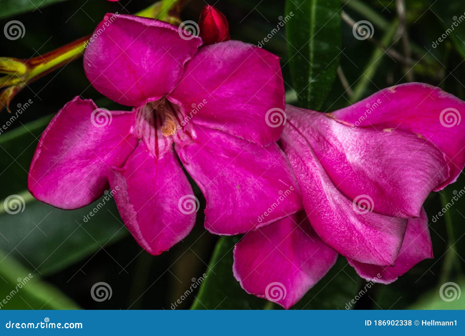 Purple Oleander Flower stock photo. Image of closeup - 186902338