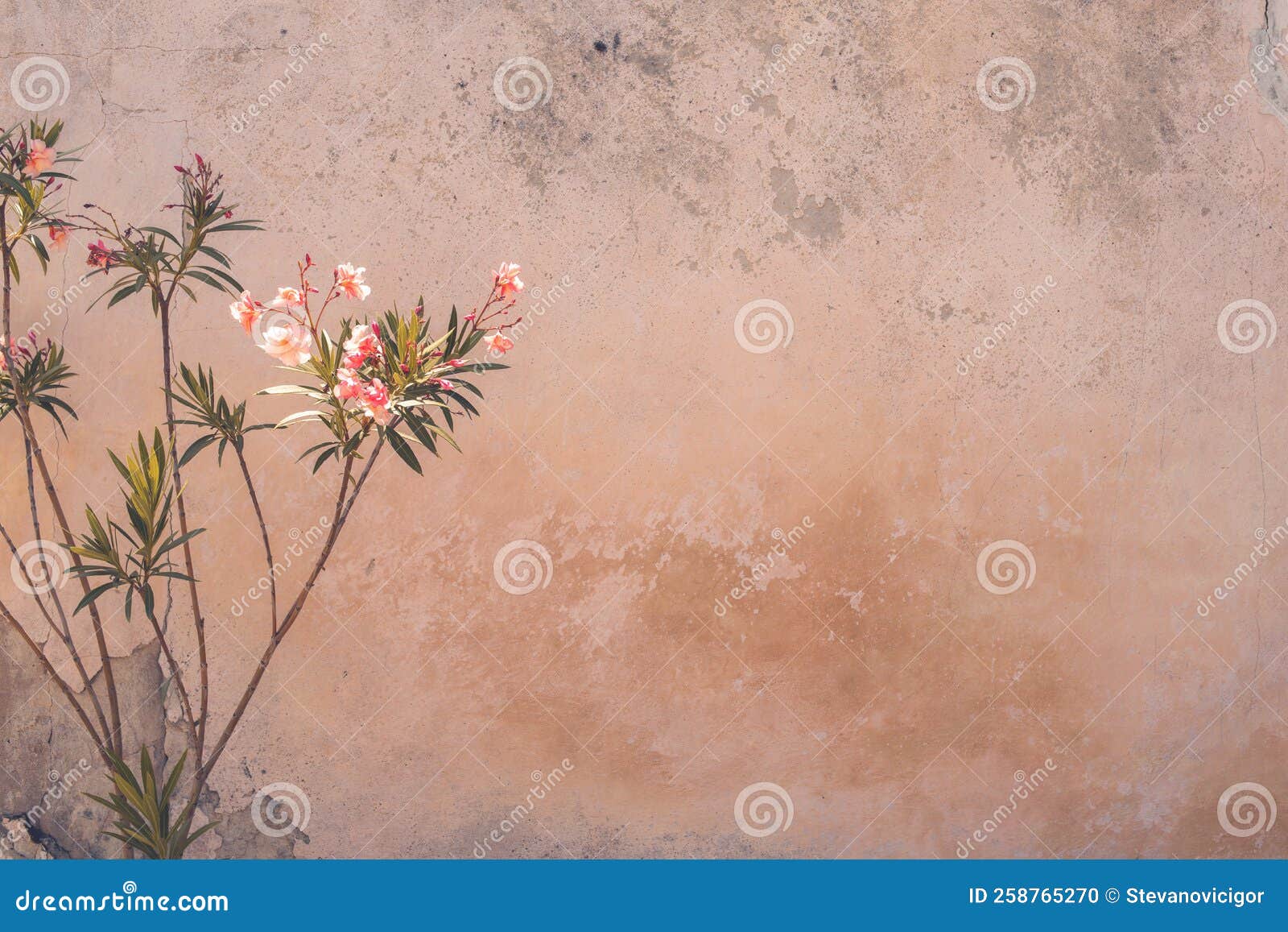 Oleander Nerium Shrub in Back Yard Growing Against Worn Wall Stock ...