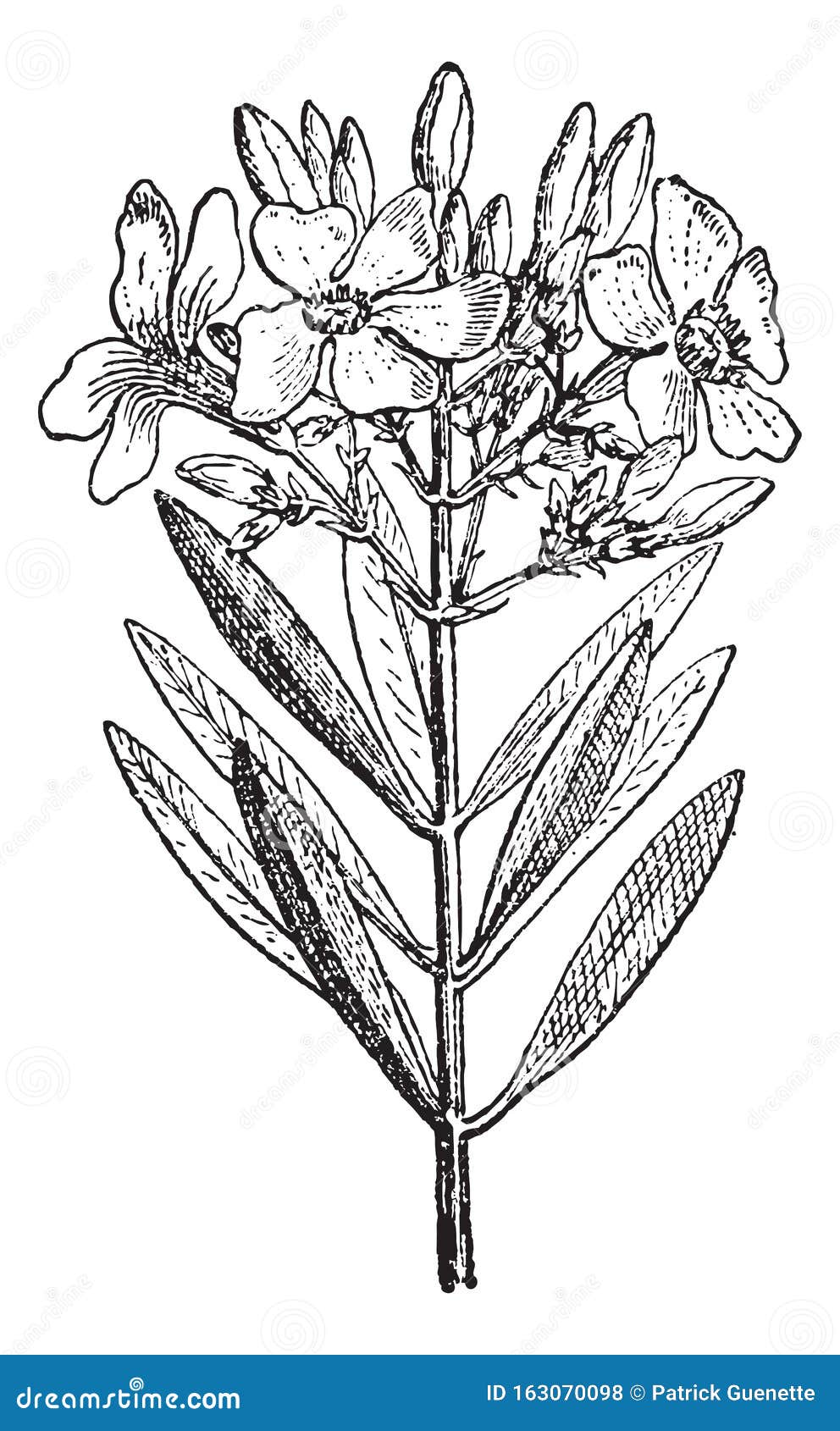 Oleander Or Nerium Oleander, Vintage Engraving Vector Illustration ...