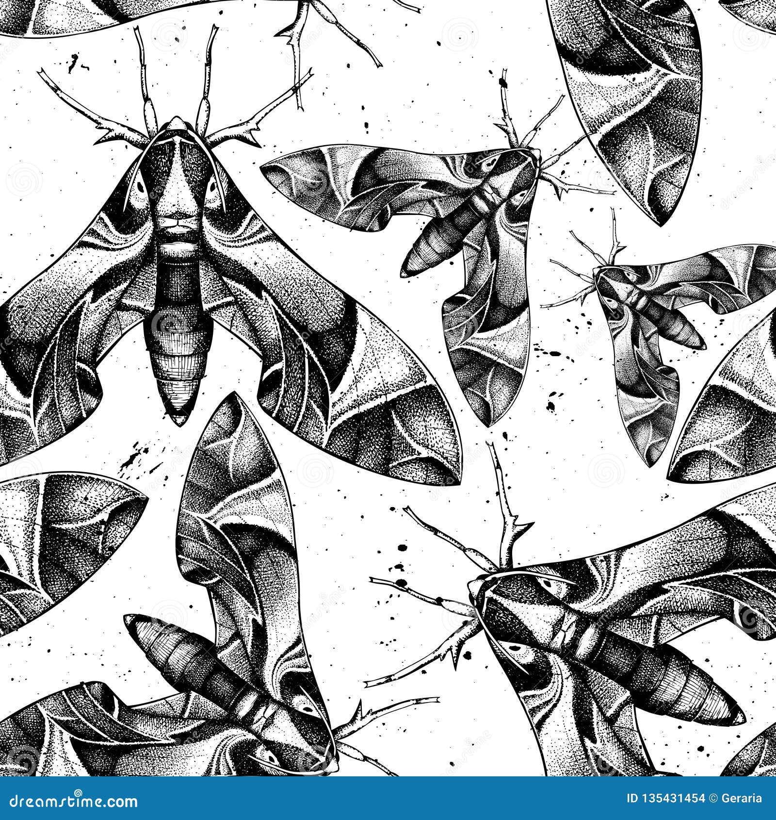 Oleander Hawk Moth Drawing Isolated On White. Vector Illustration Of ...