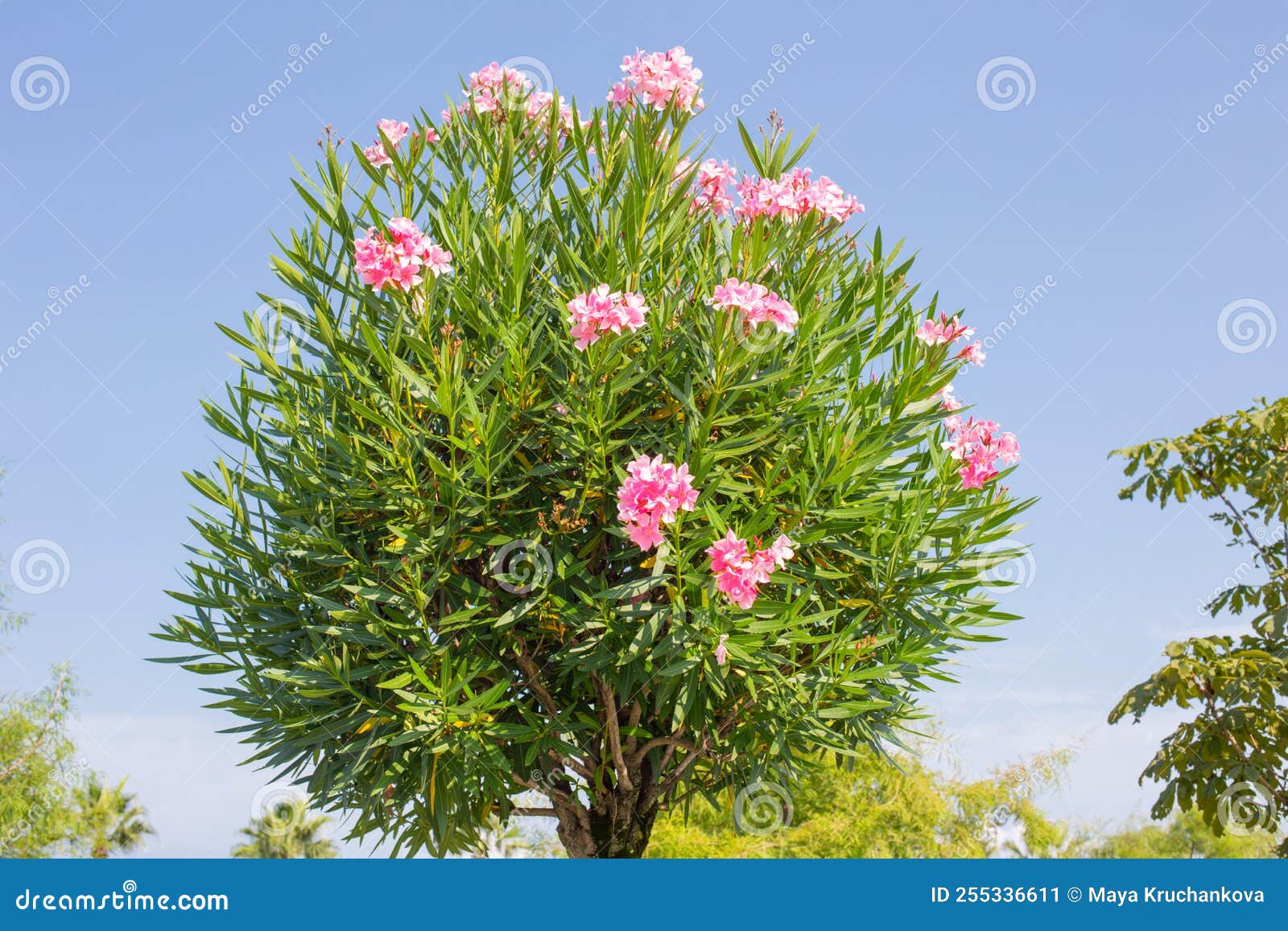Oleander with Pink Flowers on Background Blue Sky Stock Image - Image ...