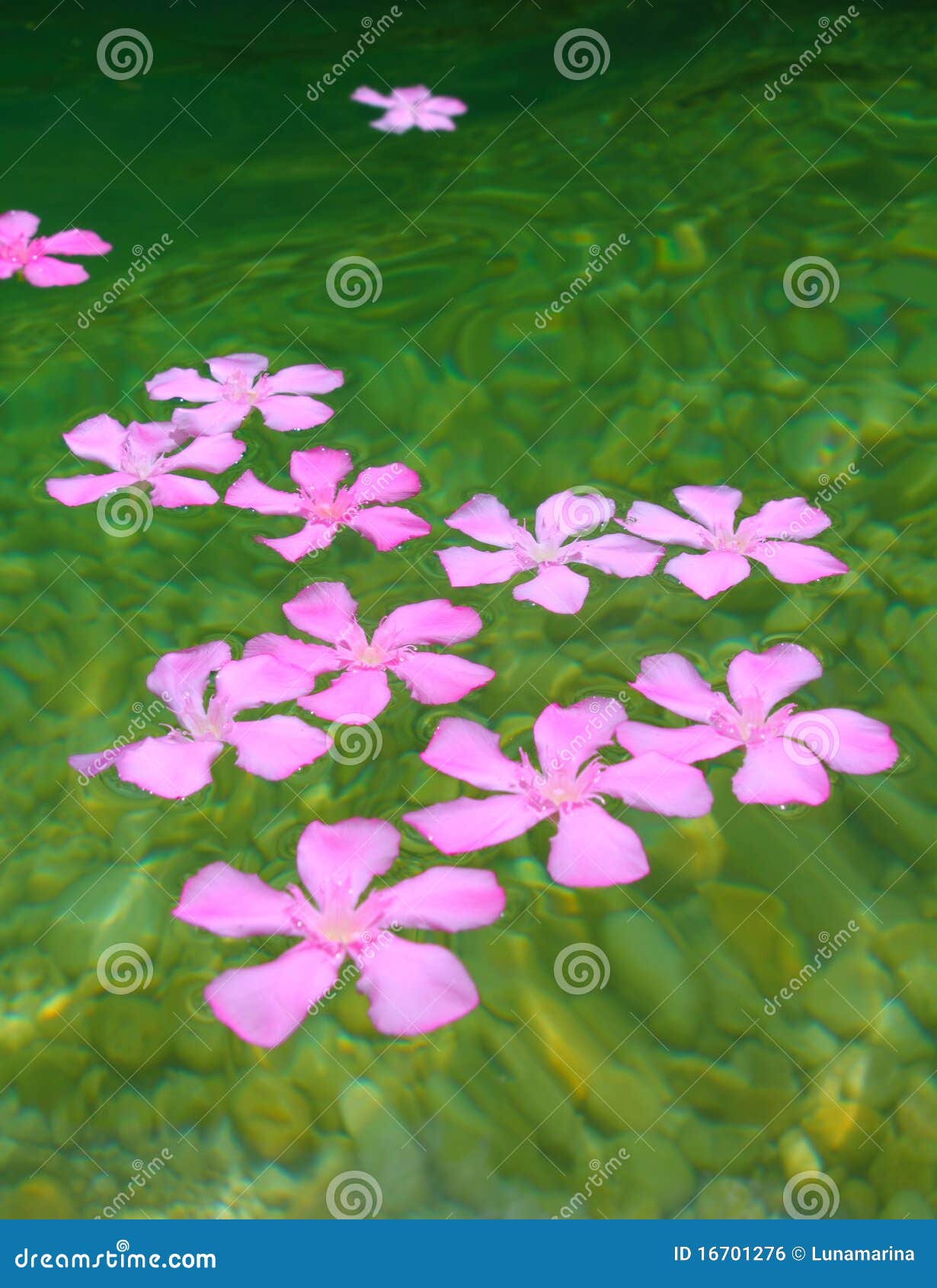 Oleander Pink Flowers Floating in River Stock Photo - Image of exotic ...