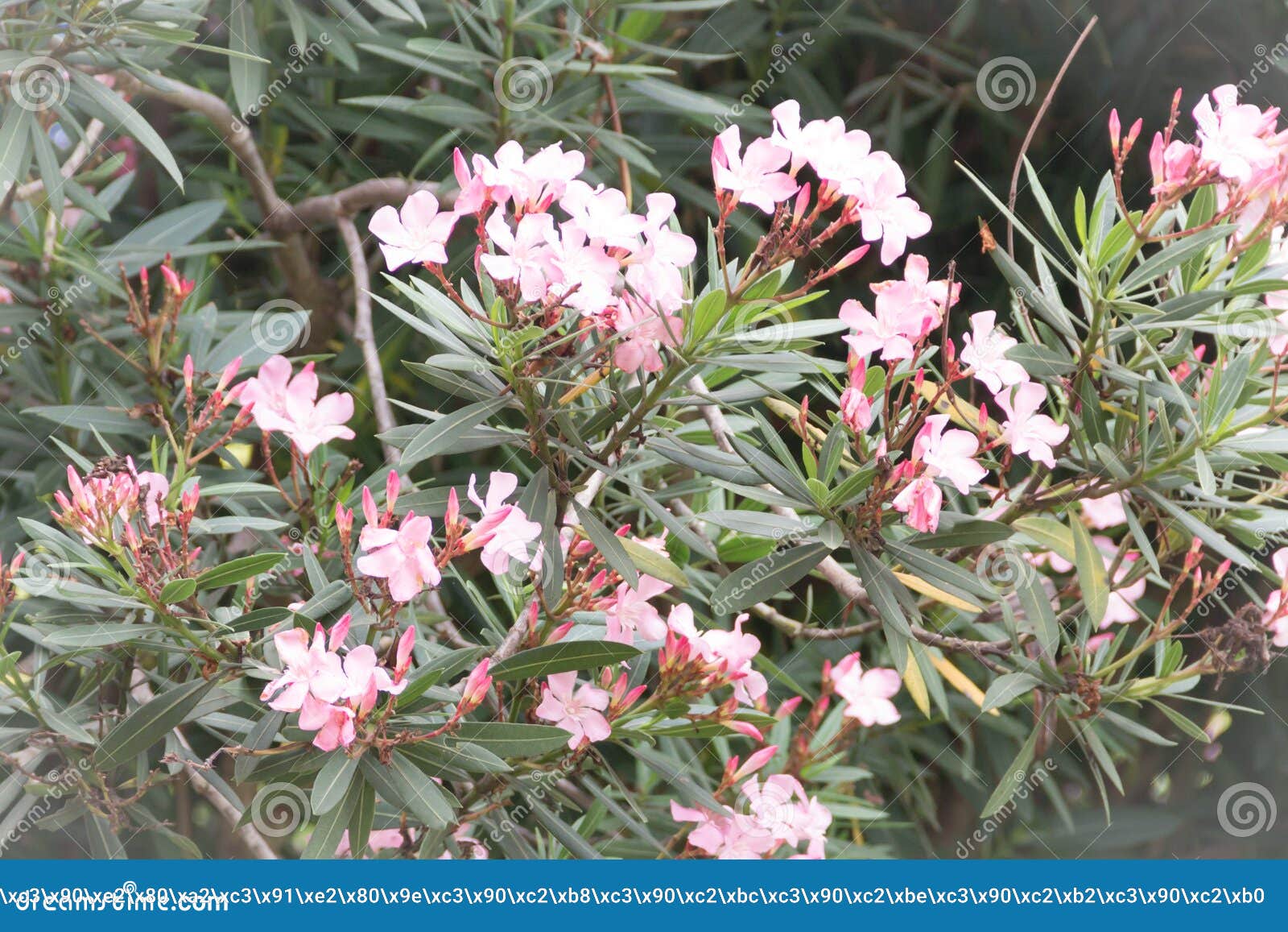 Oleander stock image. Image of spring, pink, oleander - 58906995