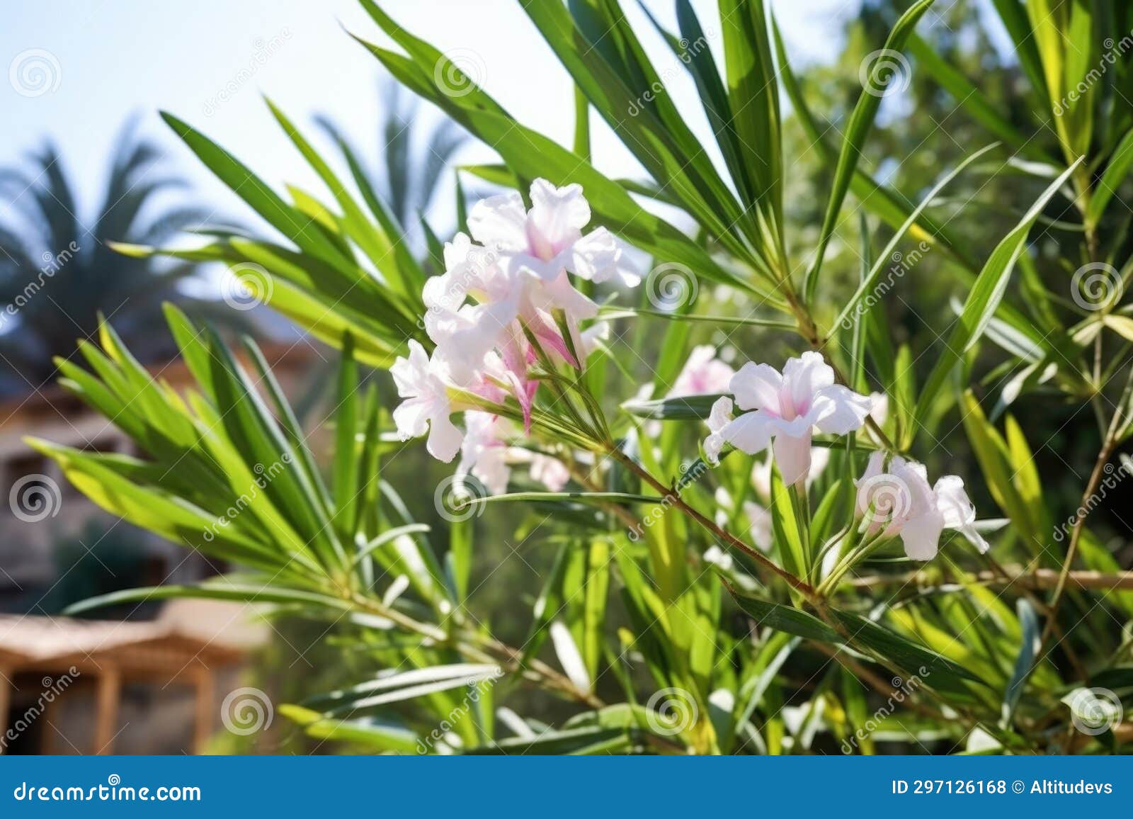 An Oleander Plant Full of White Flowers Stock Photo - Image of botany ...