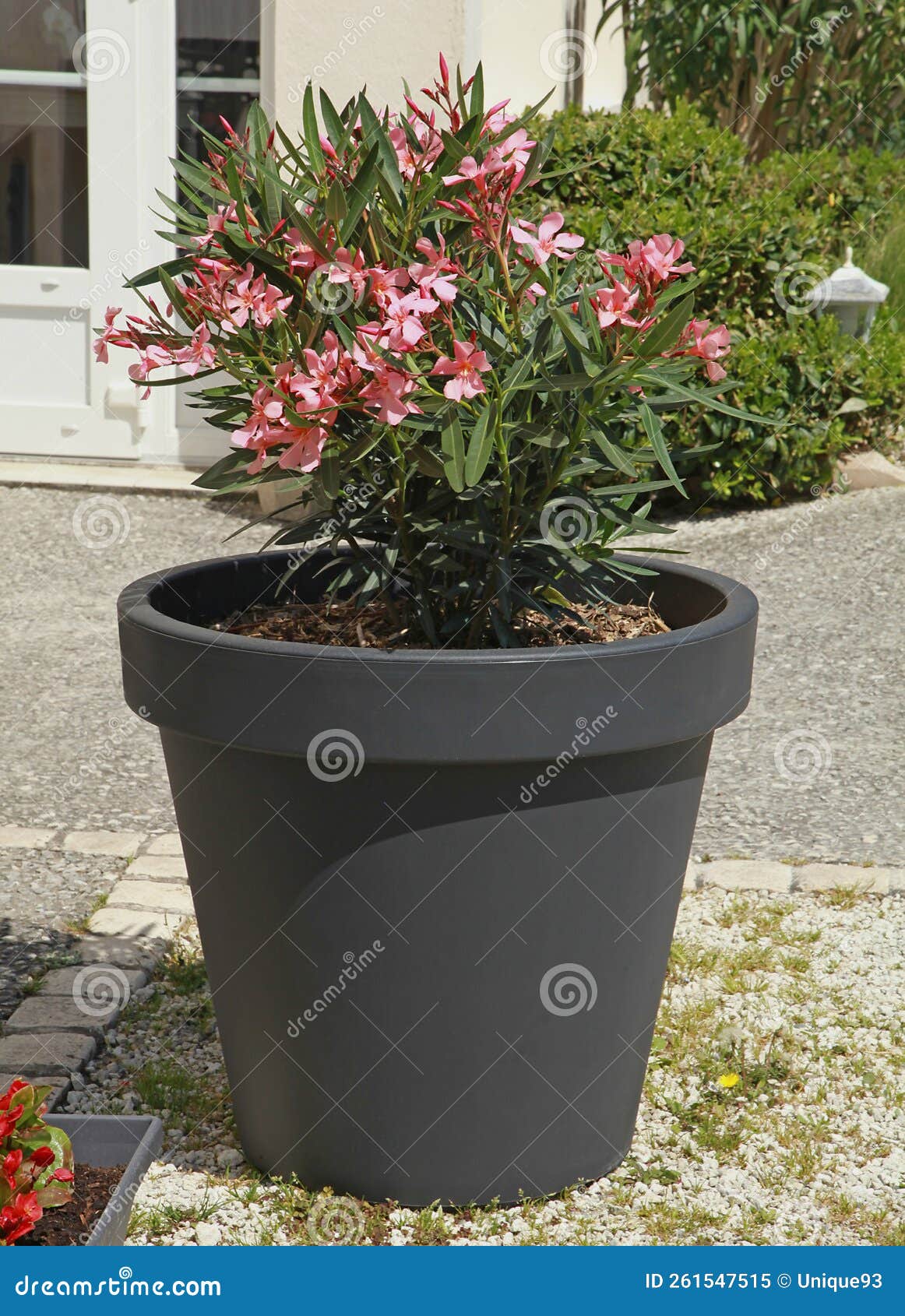 Oleander in a Pot on the Terrace Stock Image - Image of summer ...