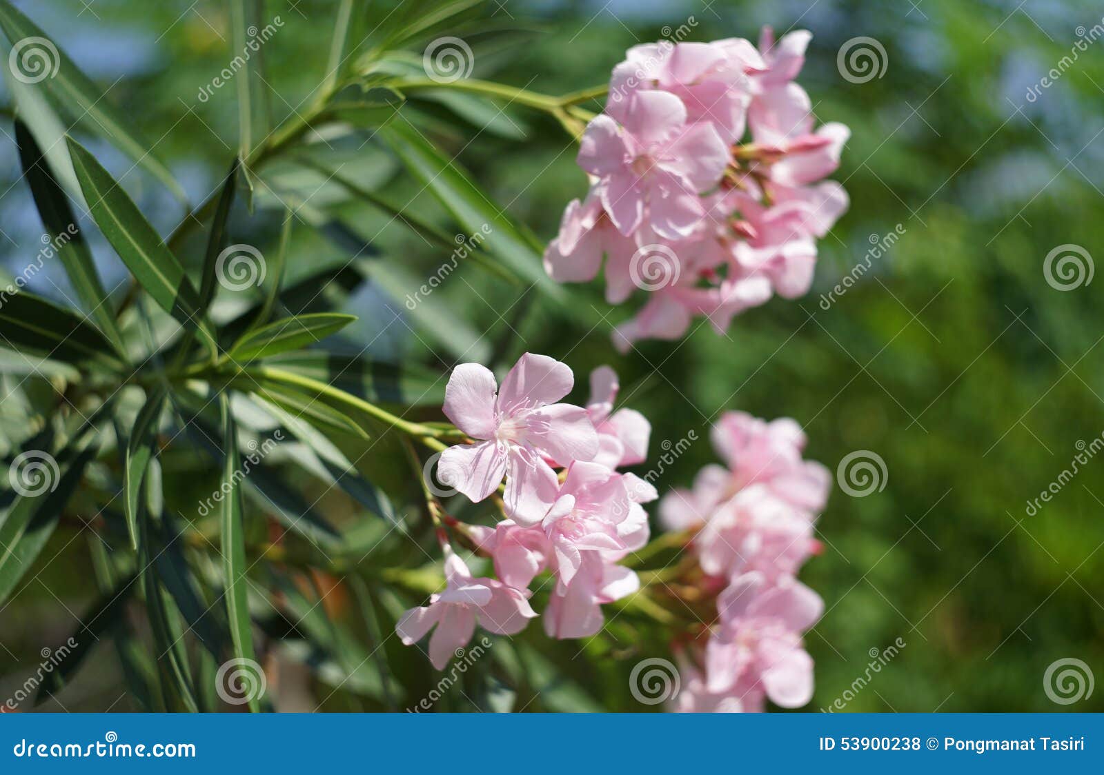 Oleander, Rose Bay Flower with Leave Stock Photo - Image of pink ...