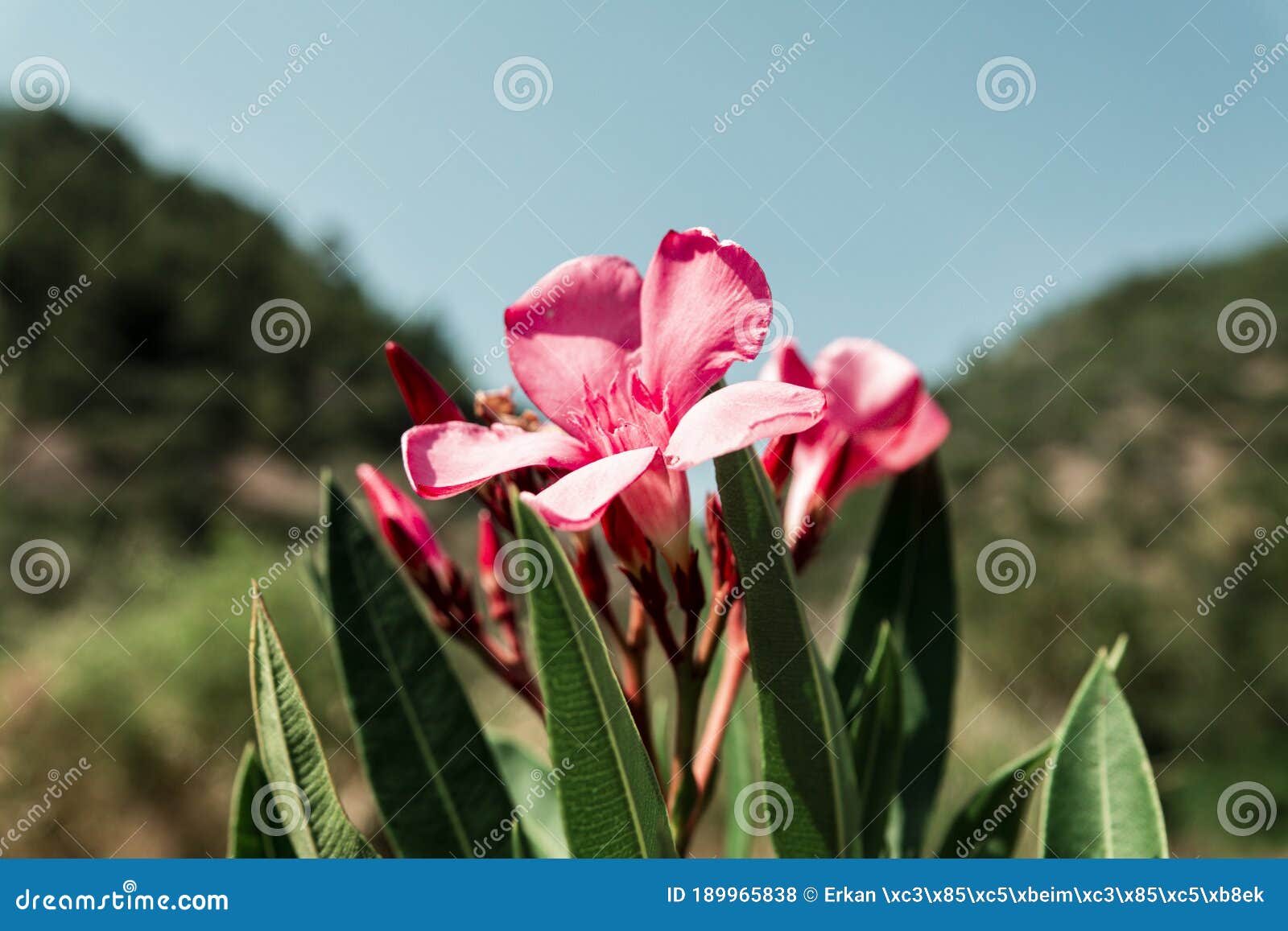 Oleander Rose Bay Flower and Leave Nerium Oleander Stock Photo - Image ...
