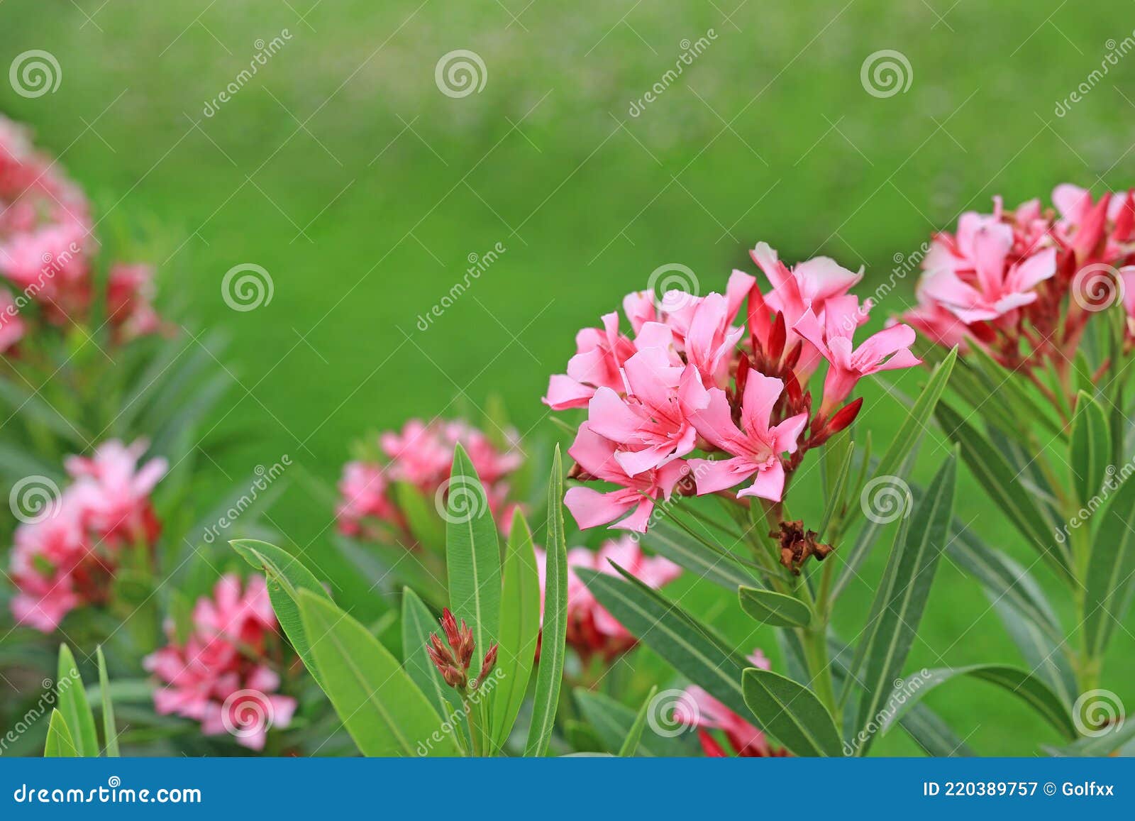 Oleander Rose Bay Flower or Nerium Oleander L. in the Garden Stock ...