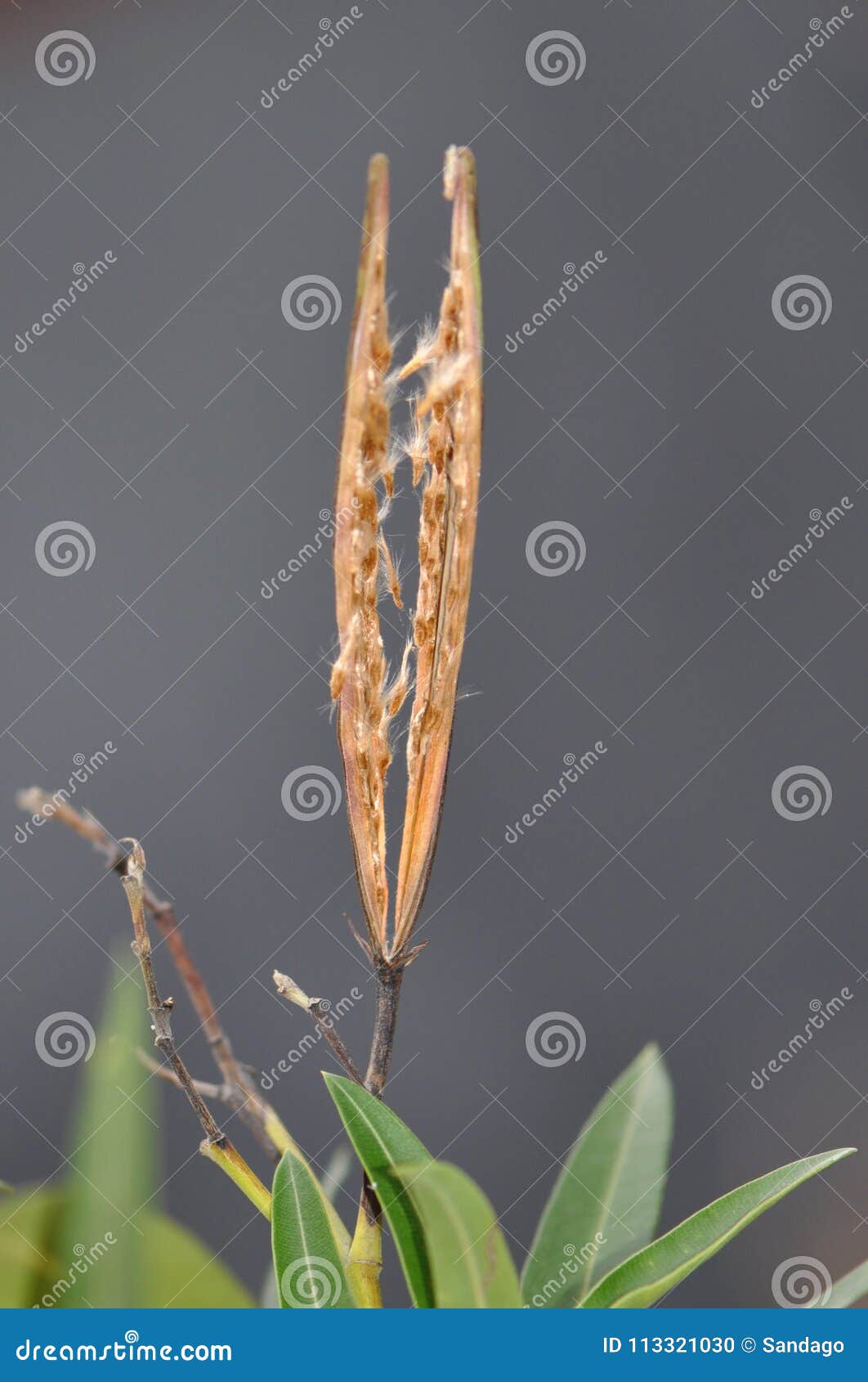 Oleander seeds stock photo. Image of background, seeds - 113321030