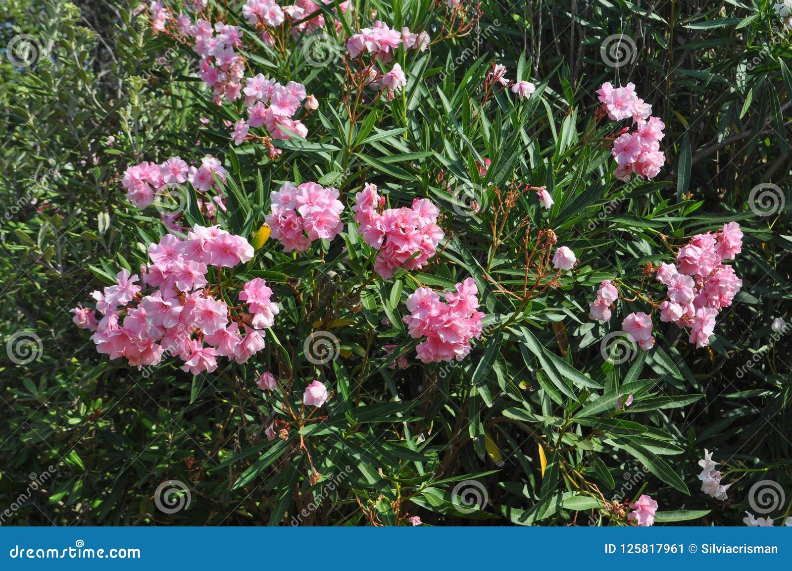 Oleander tree flowers stock image. Image of greenery - 125817961