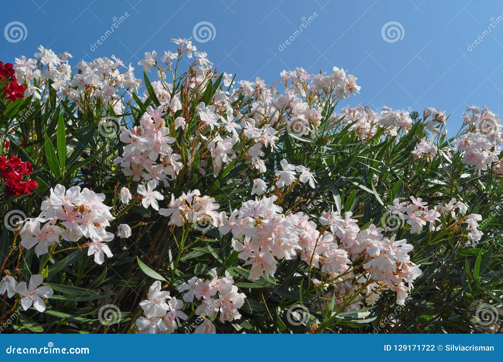Oleander tree flowers stock photo. Image of plants, plant - 129171722