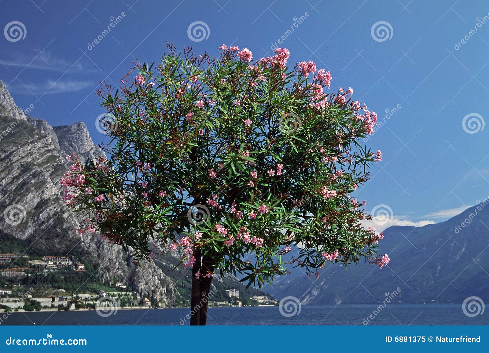 Oleander Tree (Nerium Oleander) Lake Garda Royalty-Free Stock ...