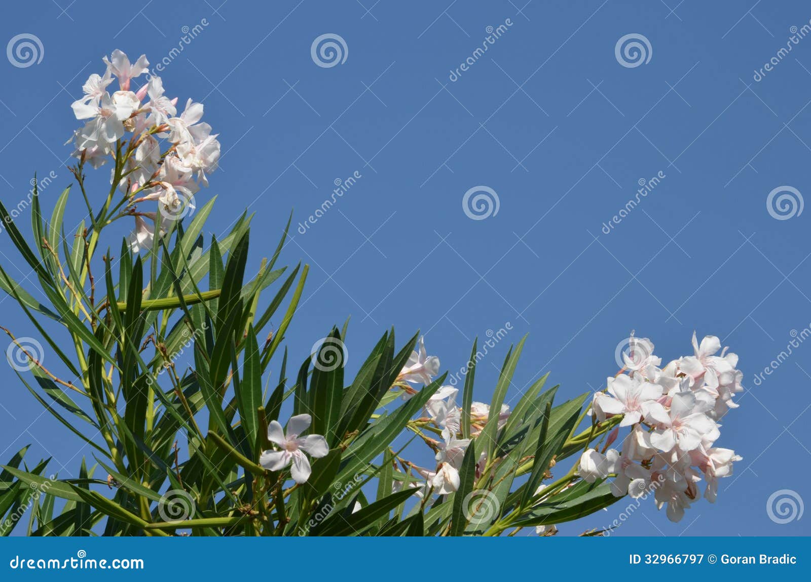 Oleander white stock image. Image of gentle, background - 32966797