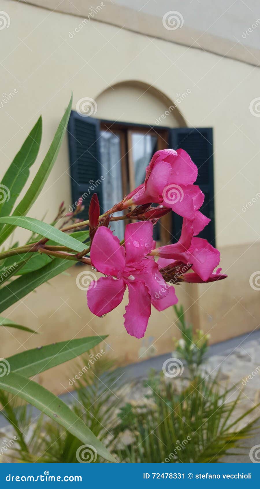 Oleander and the window. stock image. Image of window - 72478331