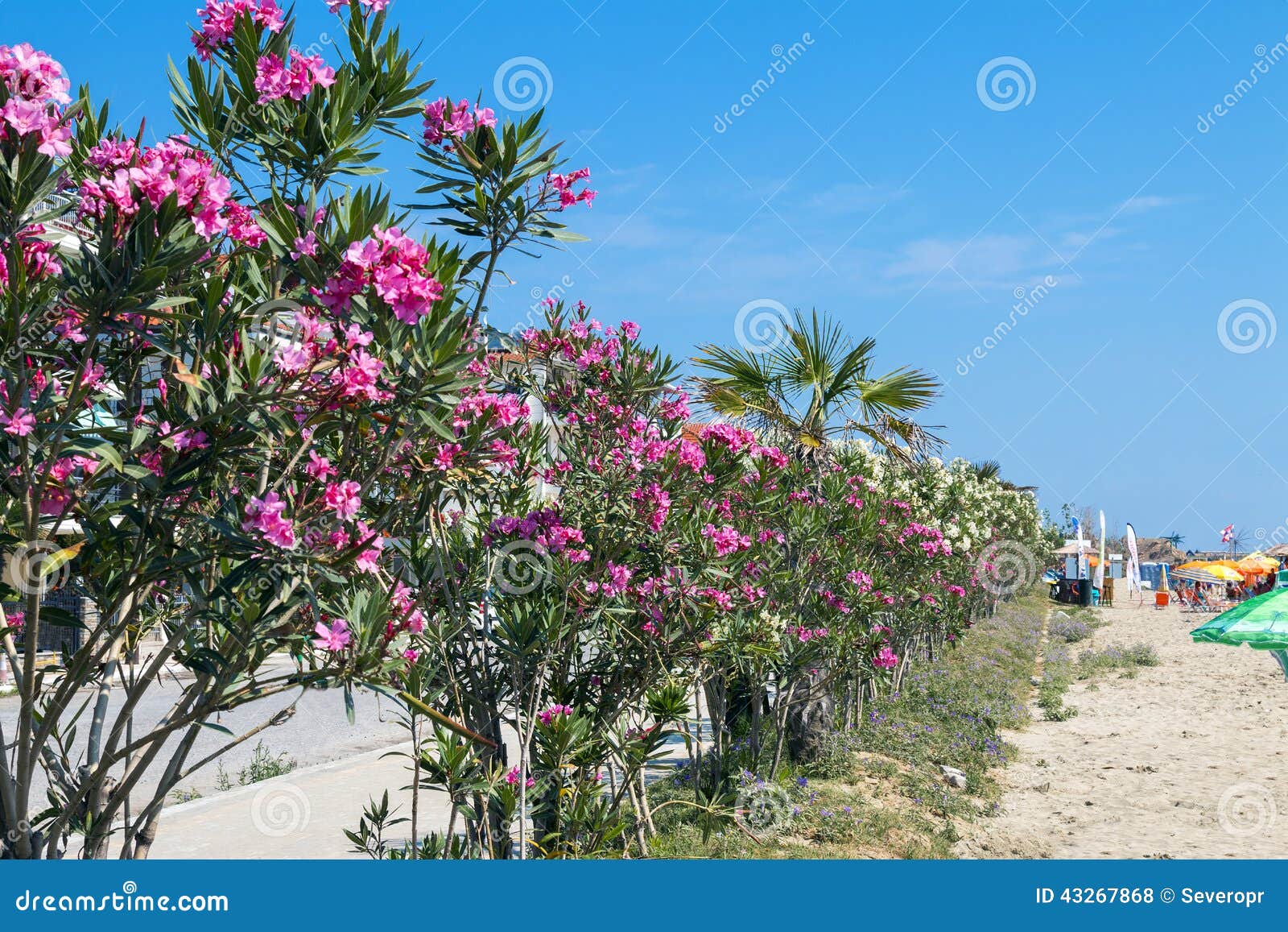 Oleanders on the beach stock photo. Image of beautiful - 43267868