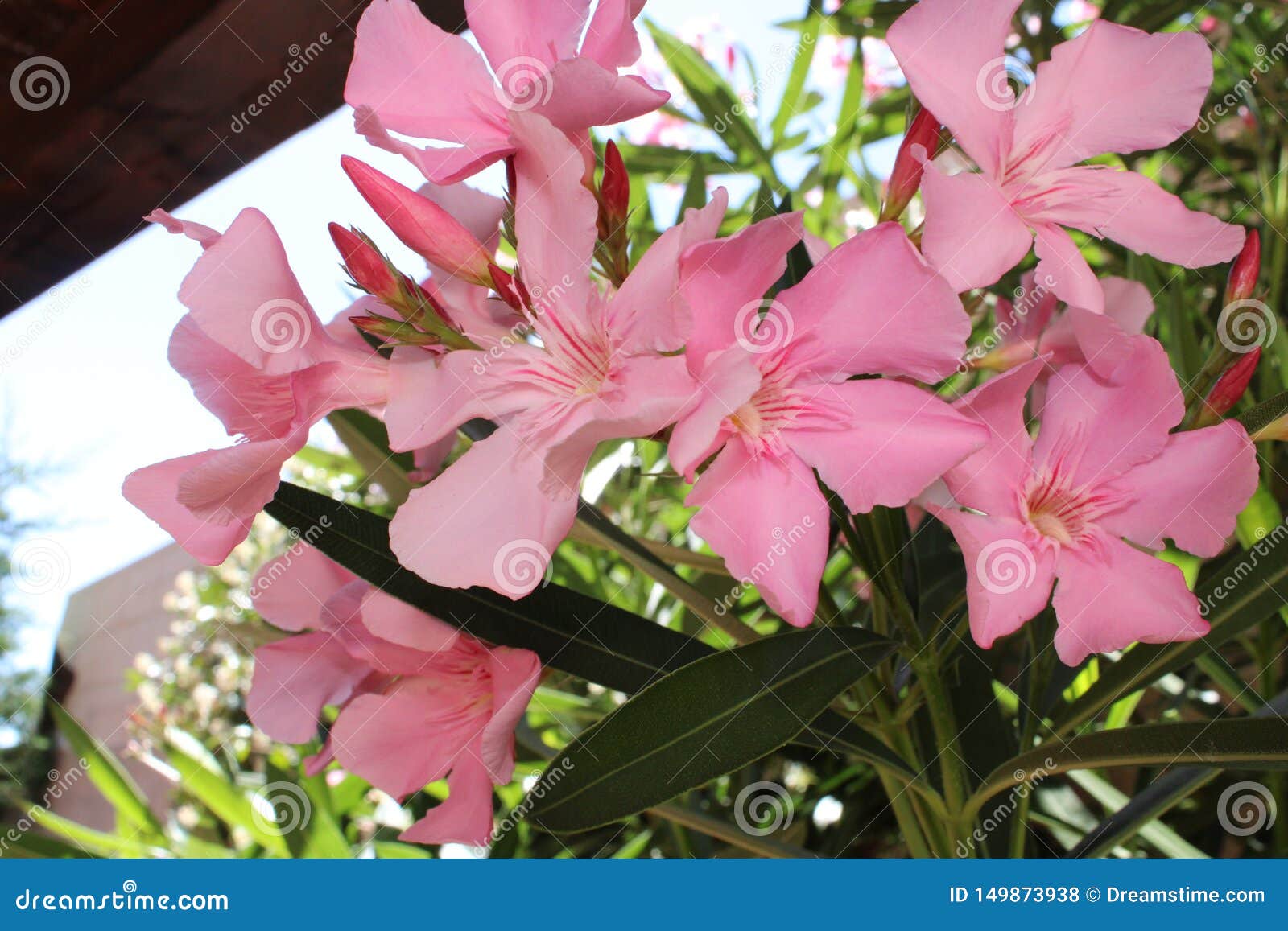 Great Oleanders Stock Photos - Free & Royalty-Free Stock Photos from Dreamstime