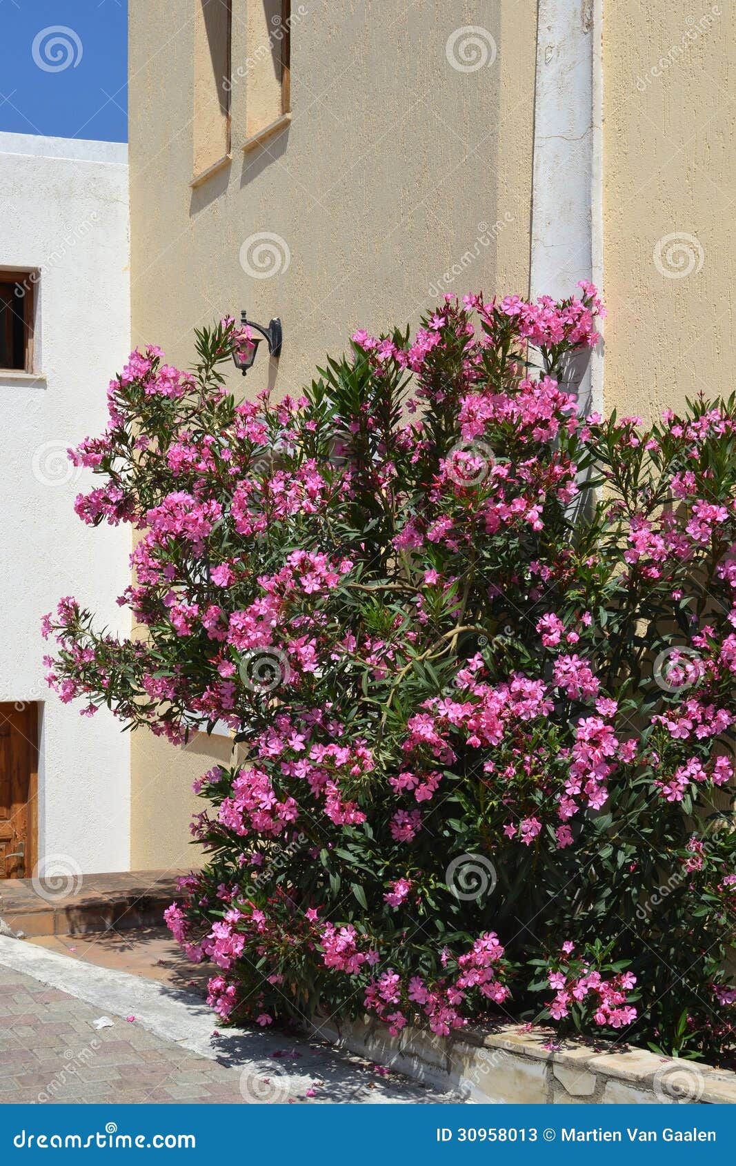 Oleandro Cor-de-rosa Em Koutouloufari. Imagem de Stock - Imagem de ...