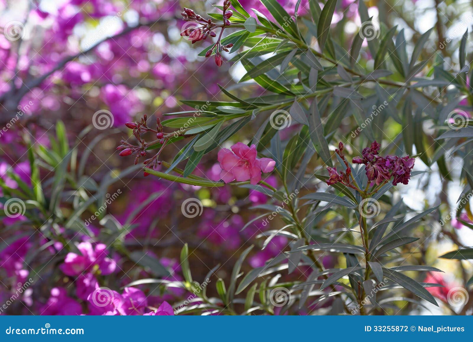 Oleandro na flor foto de stock. Imagem de colorido, pétala - 33255872