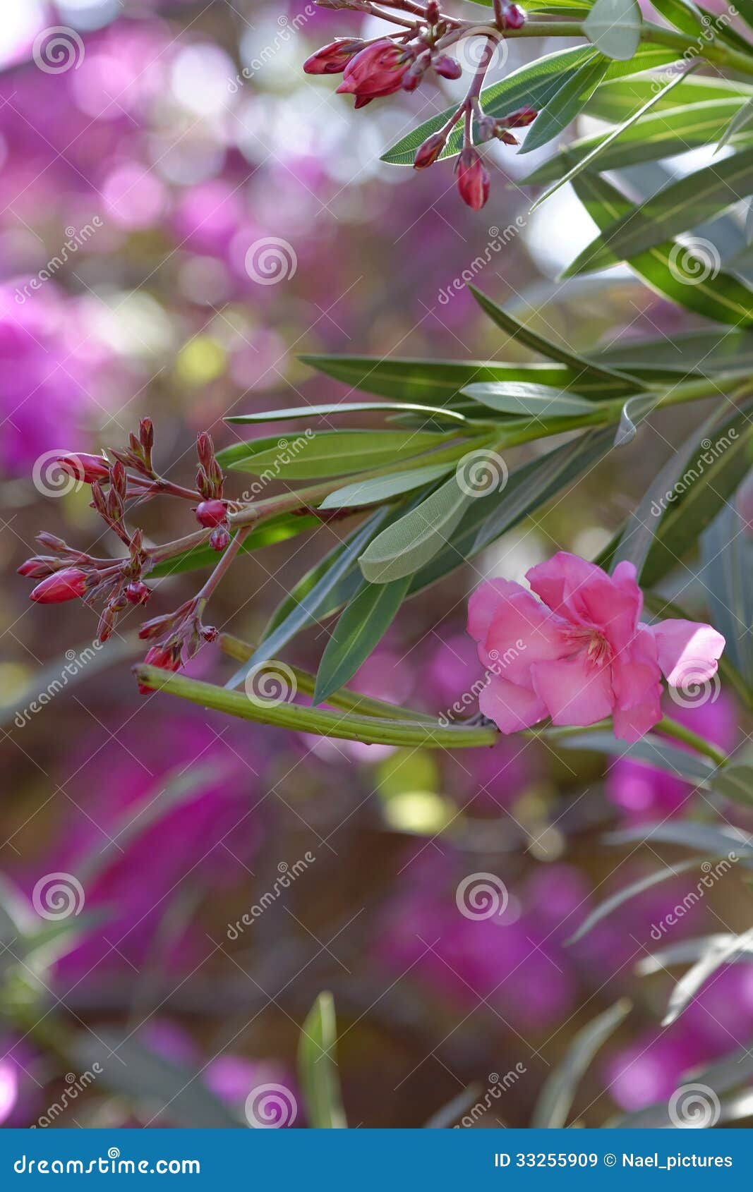 Oleandro na flor imagem de stock. Imagem de nave, flores - 33255909