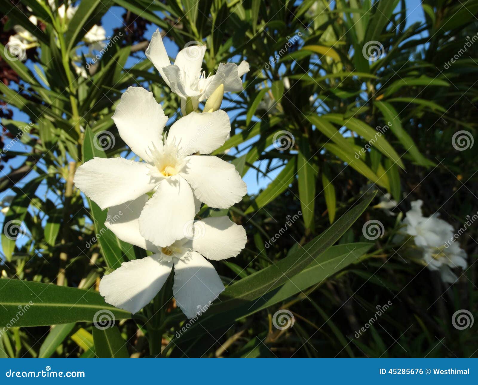 Oleandro, Oleandro Do Nerium Foto de Stock - Imagem de conjuntos ...
