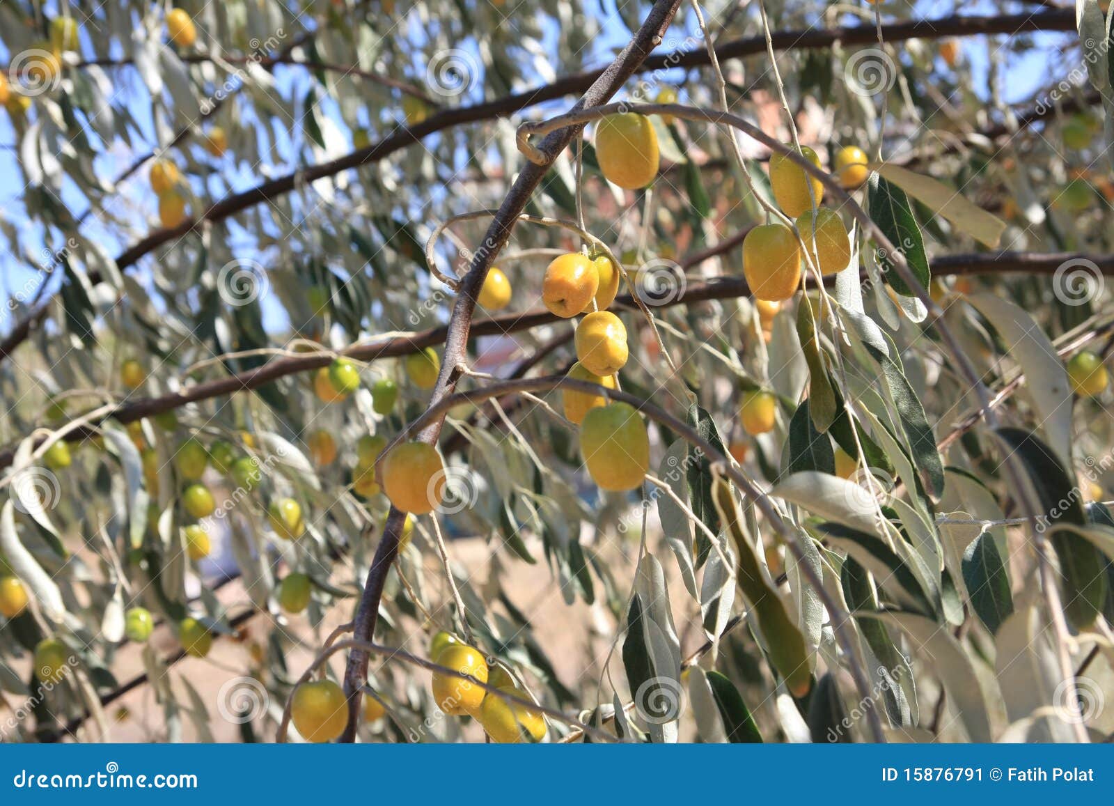 Oleaster stock image. Image of aydin, didim, organic - 15876791