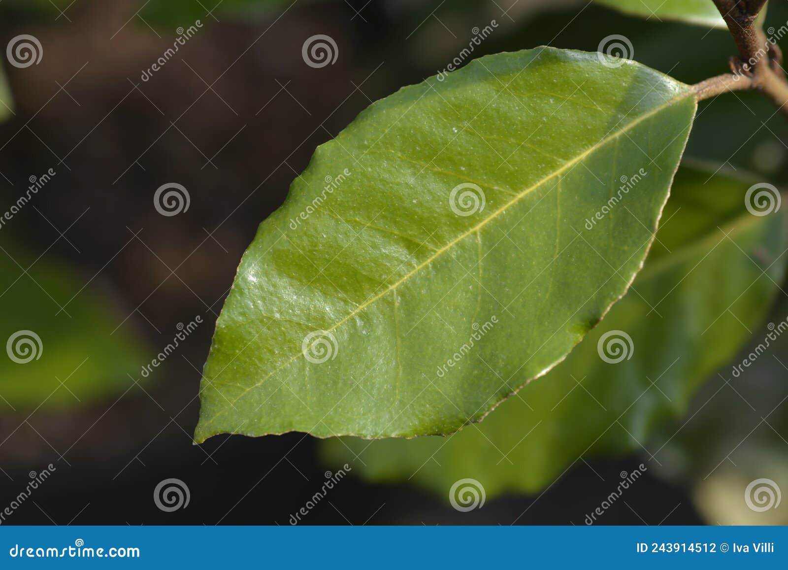 Oleaster Compacta stock photo. Image of nature, shrub - 243914512