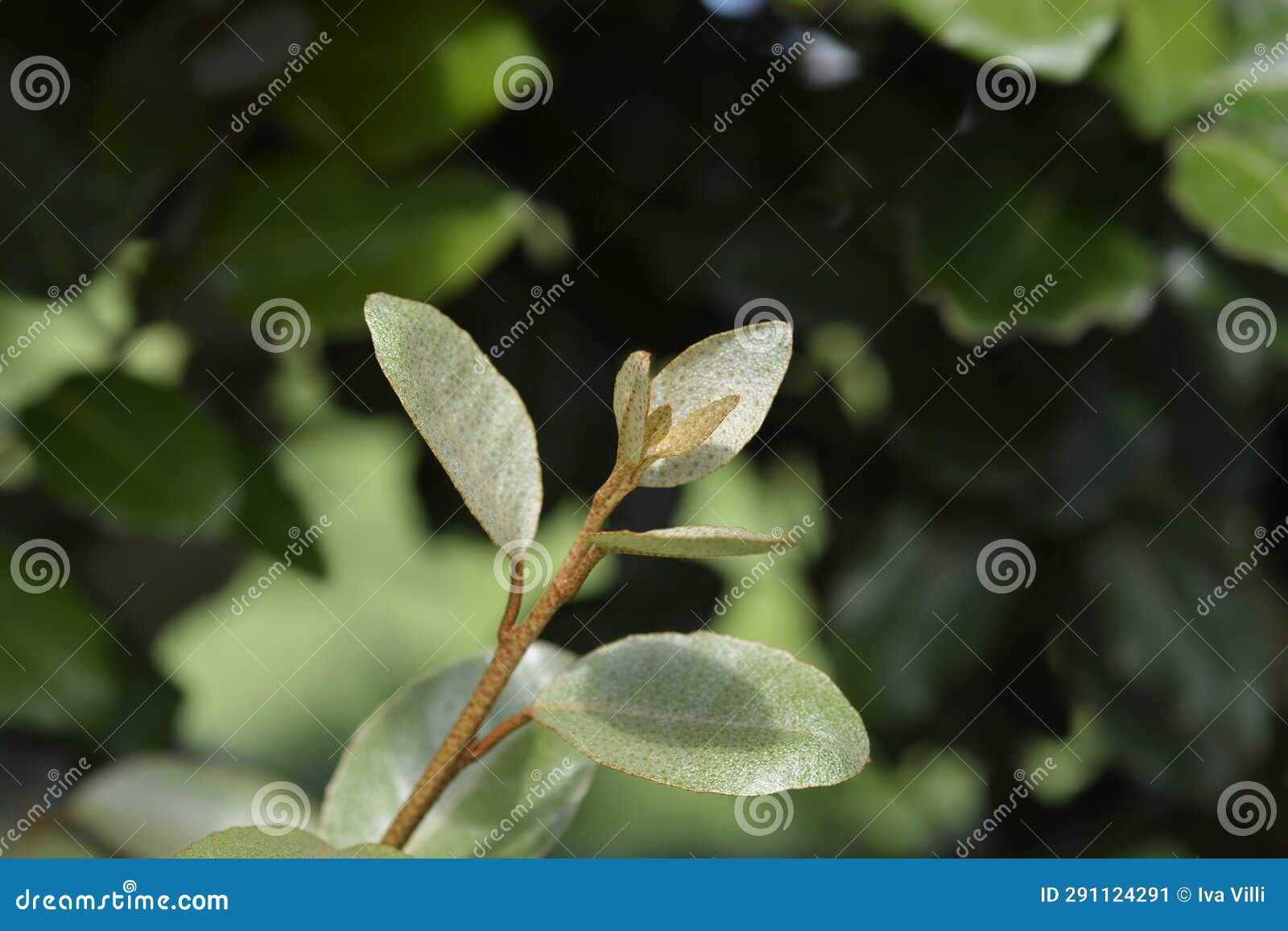 Oleaster Compacta stock image. Image of garden, latin - 291124291