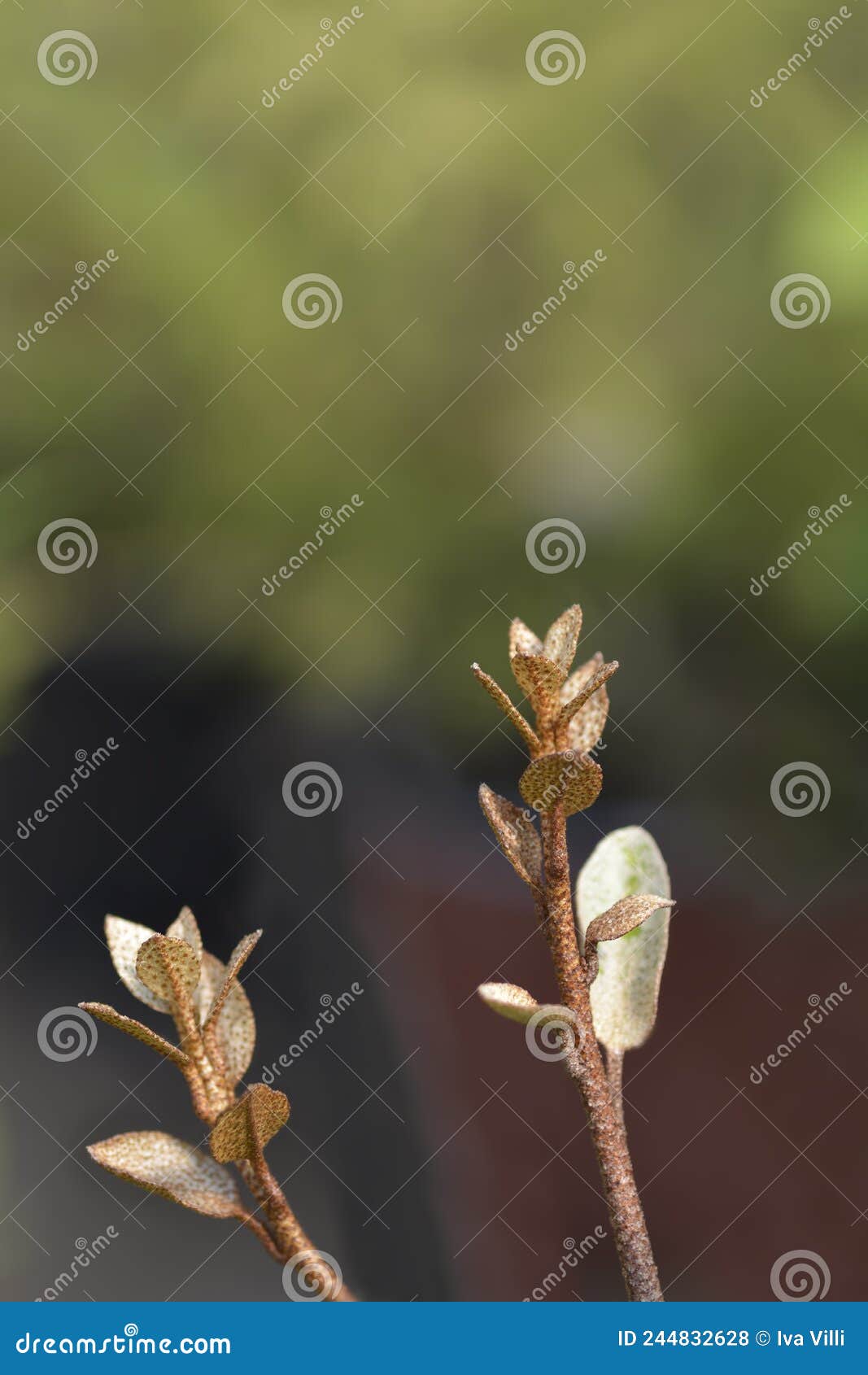 Oleaster Compacta stock photo. Image of spring, ebbingei - 244832628