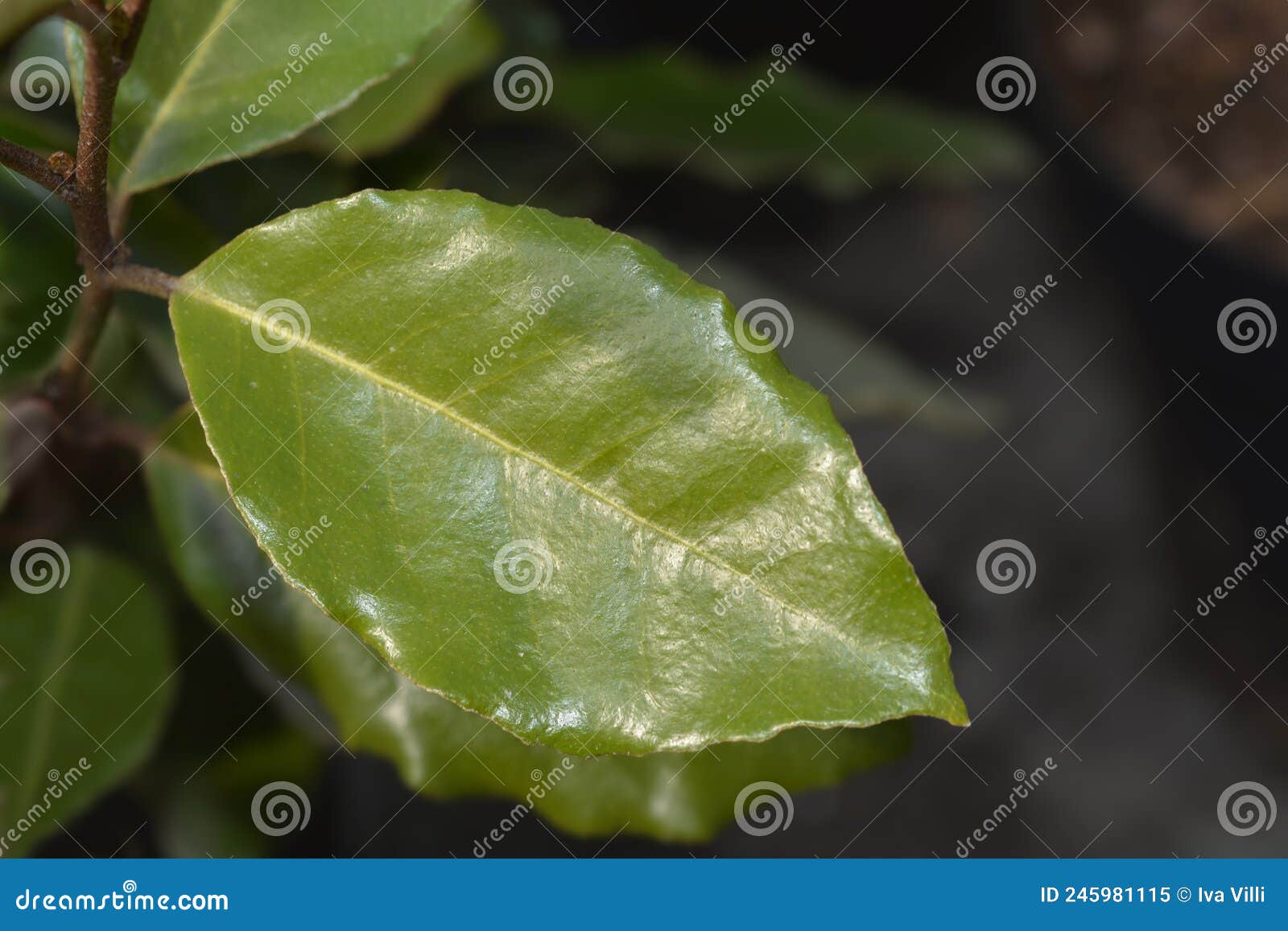 Oleaster Compacta stock image. Image of submacrophylla - 245981115
