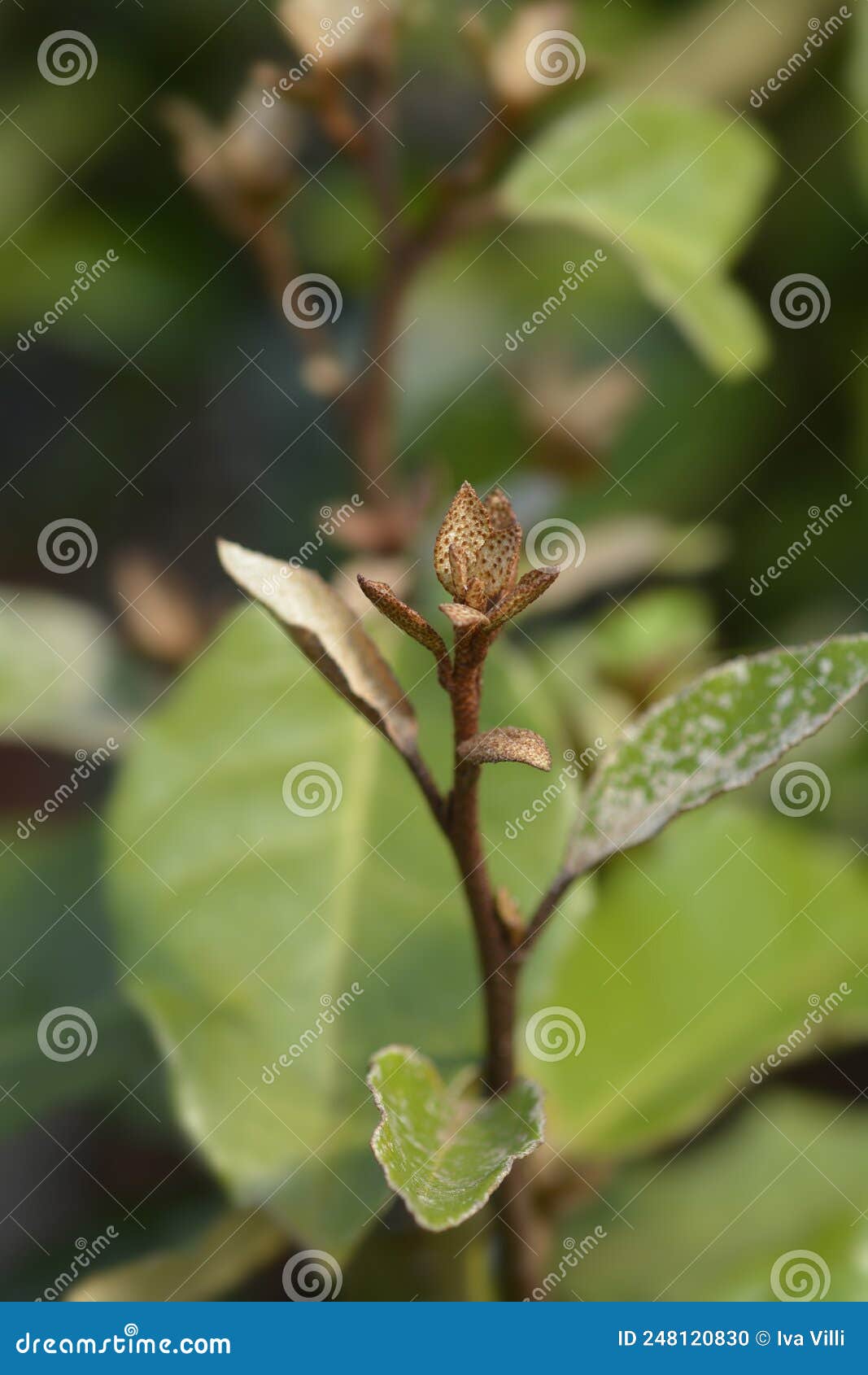 Oleaster Compacta stock photo. Image of tree, elaeagnus - 248120830