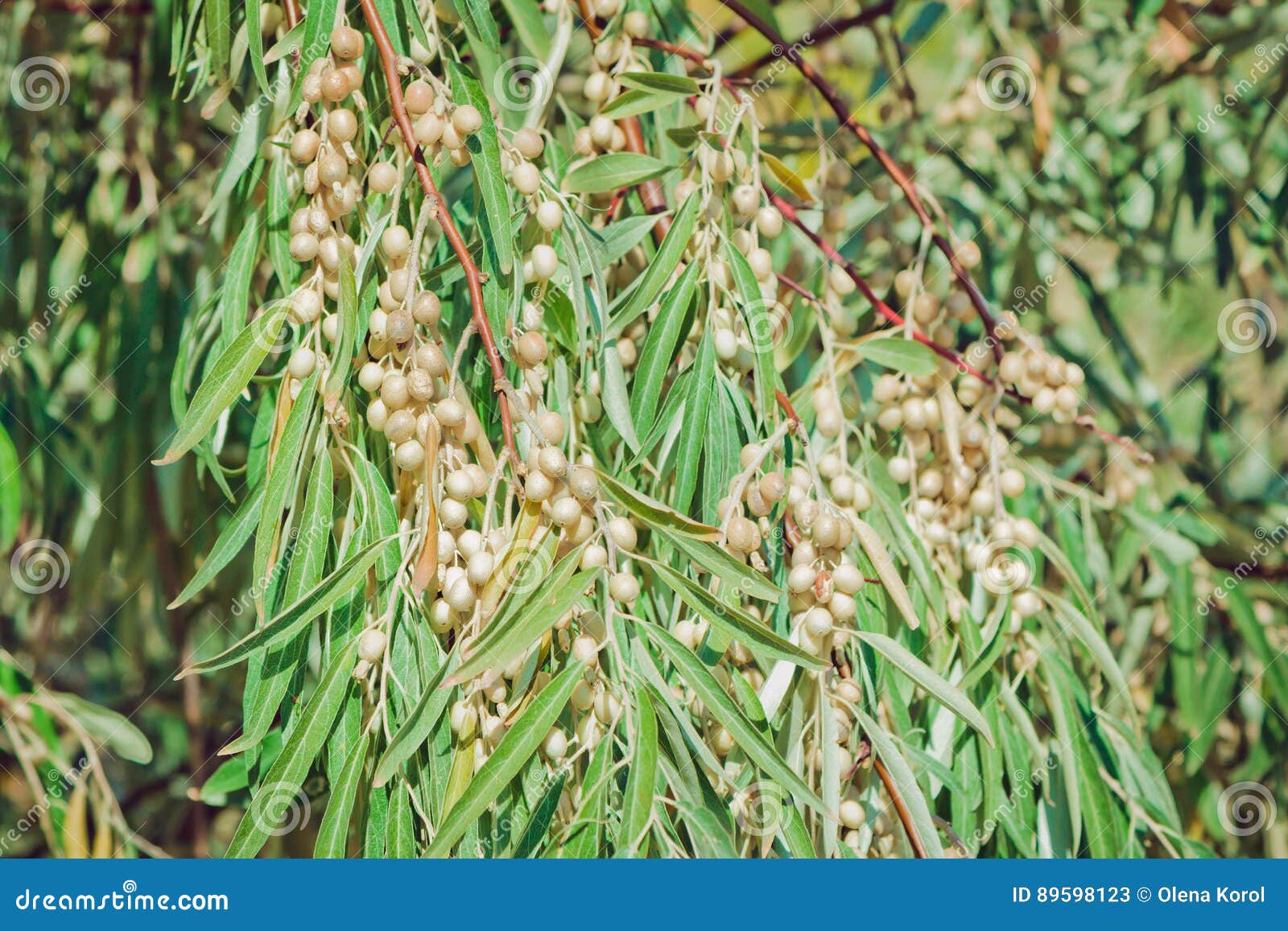 Oleaster Elaeangus Angustifolia Tree Branch Stock Image - Image of ...