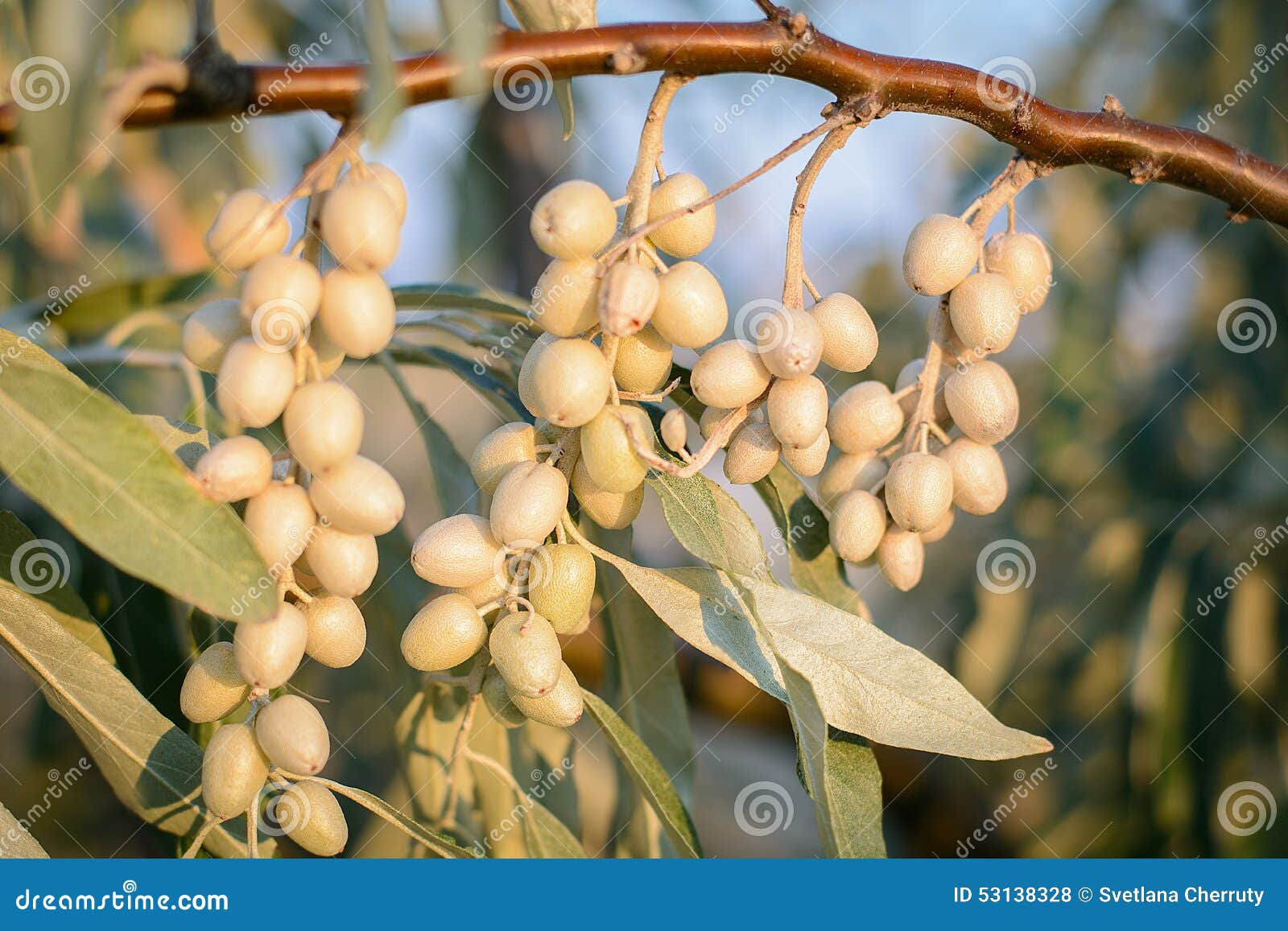 Oleaster stock photo. Image of brown, olive, organic - 53138328