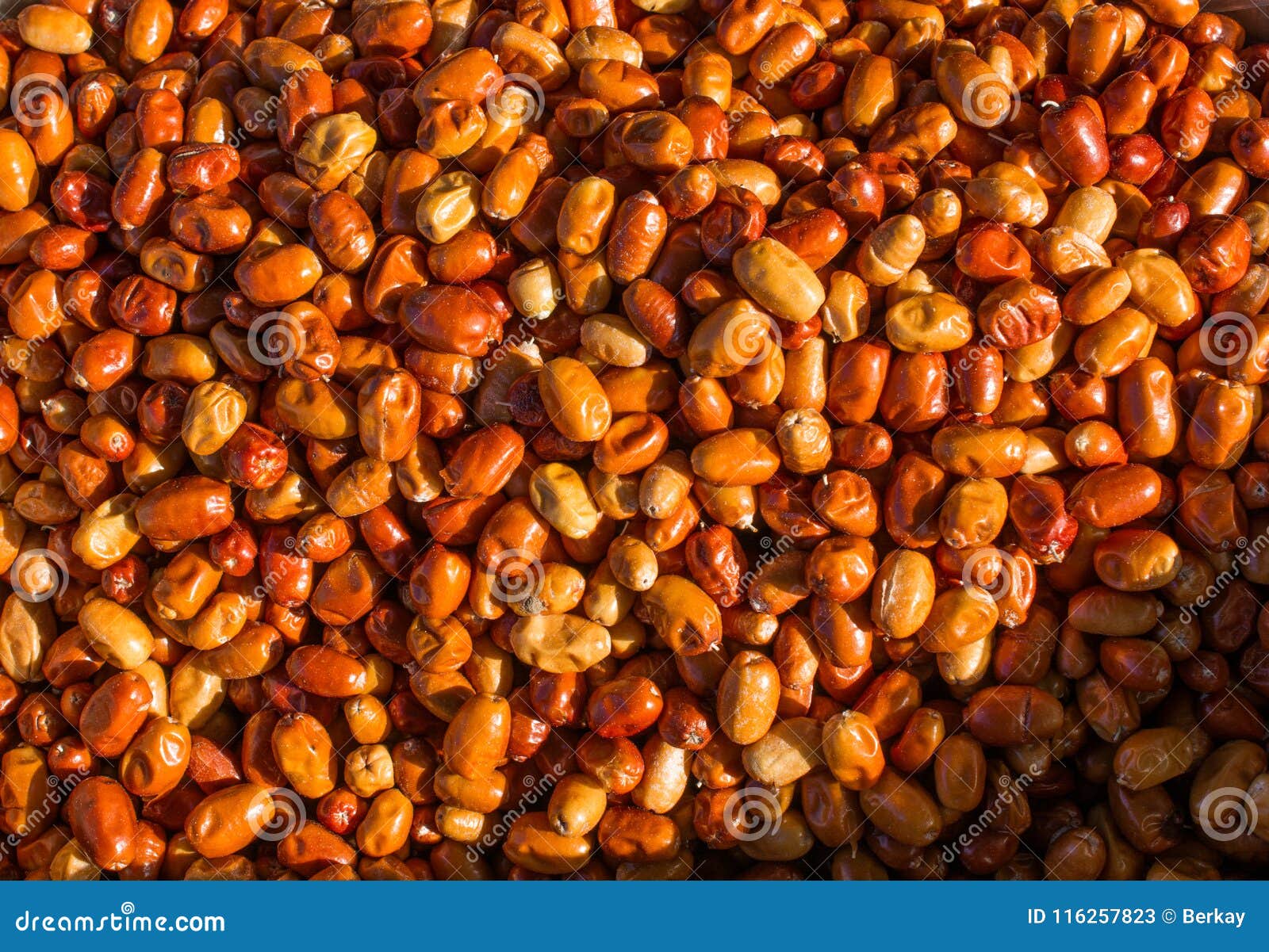 Oleaster, Silver Berry or Russian Olive Fruit Stock Image - Image of ...