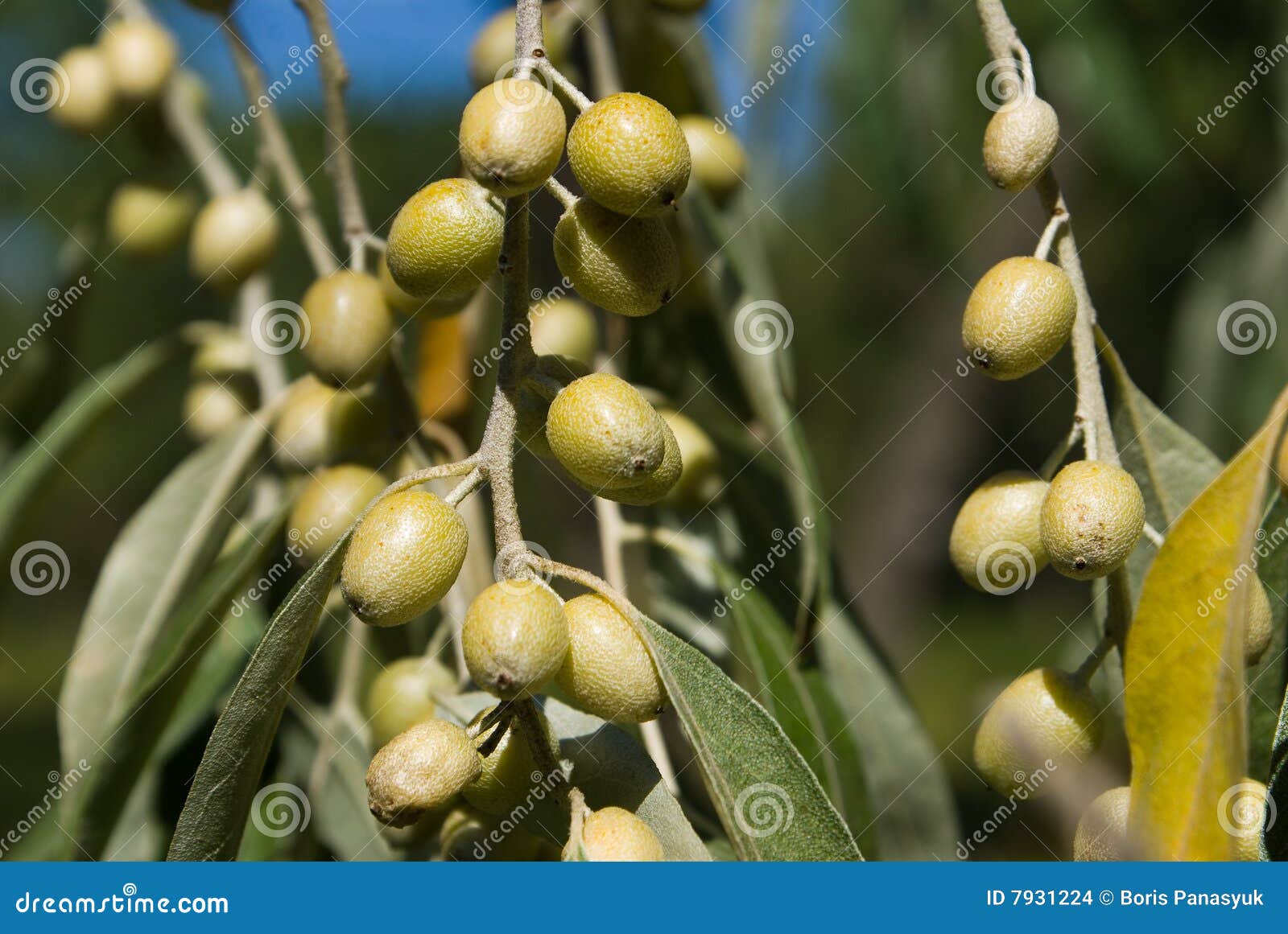 Oleaster tree stock photo. Image of edible, angustifolia - 7931224