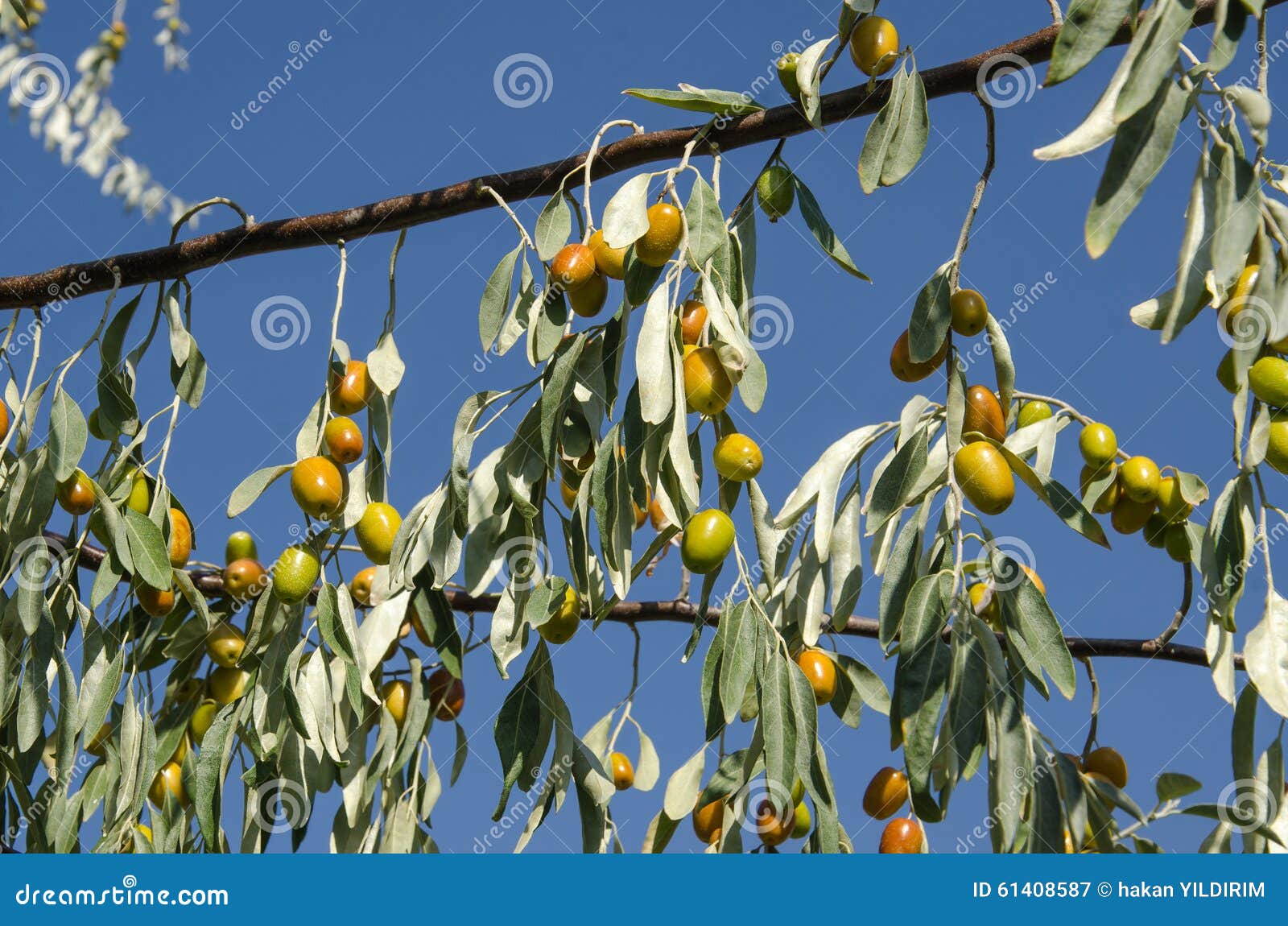 Oleaster tree stock image. Image of eating, elaeagnus - 61408587