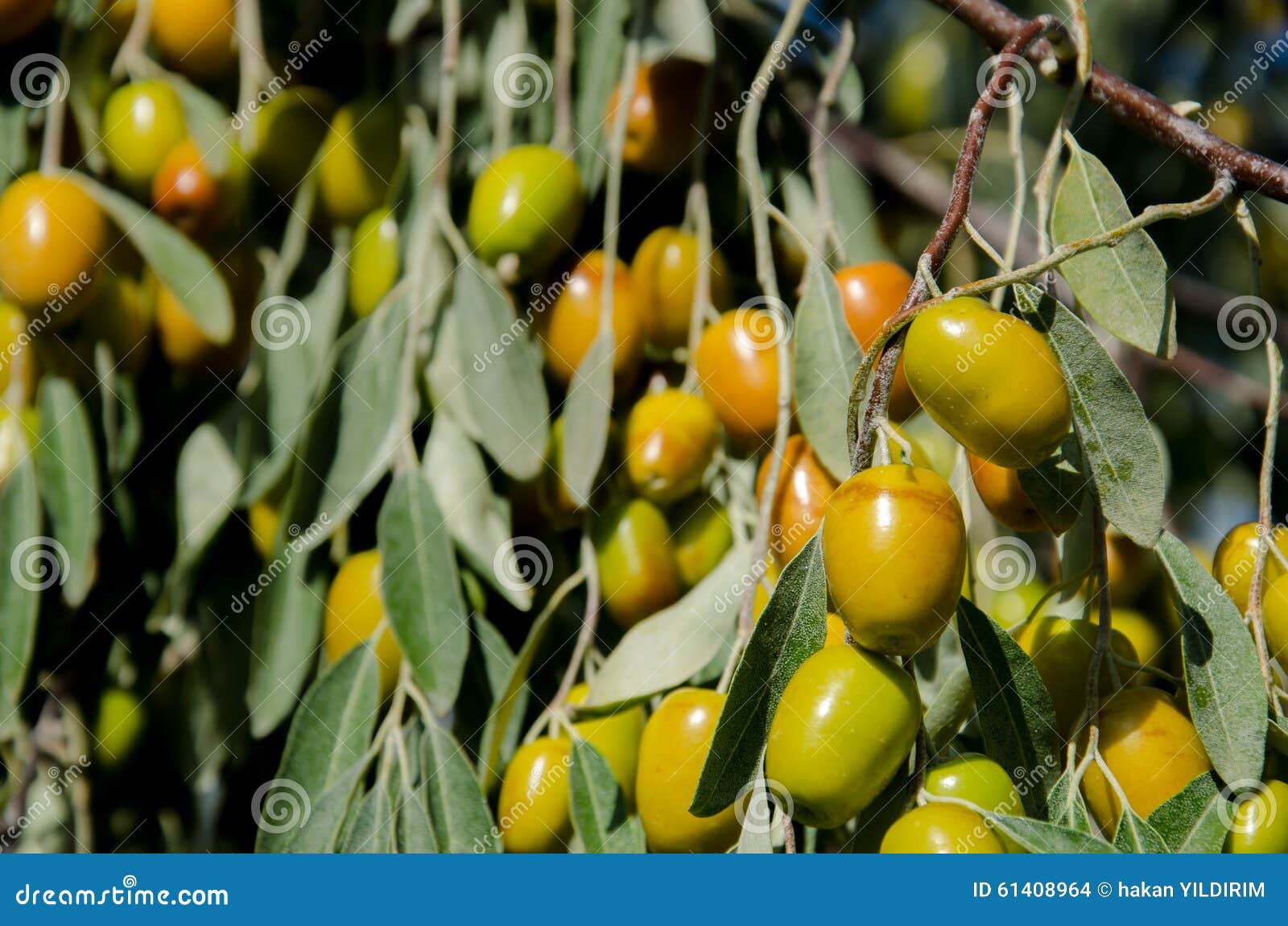 Oleaster tree stock photo. Image of bunch, nature, horizontal - 61408964