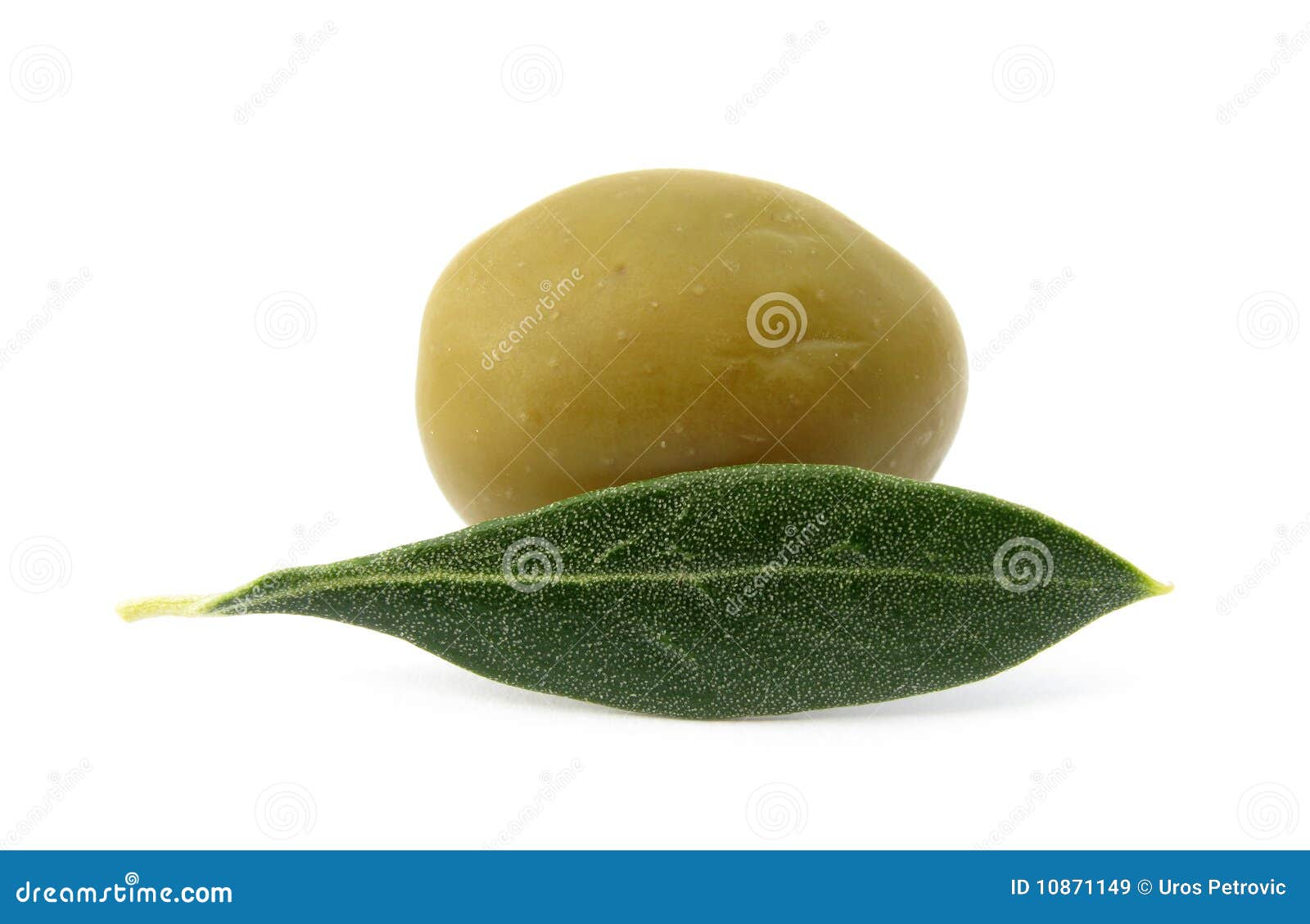 Oleave leaf and fruit stock image. Image of perfect, isolated - 10871149